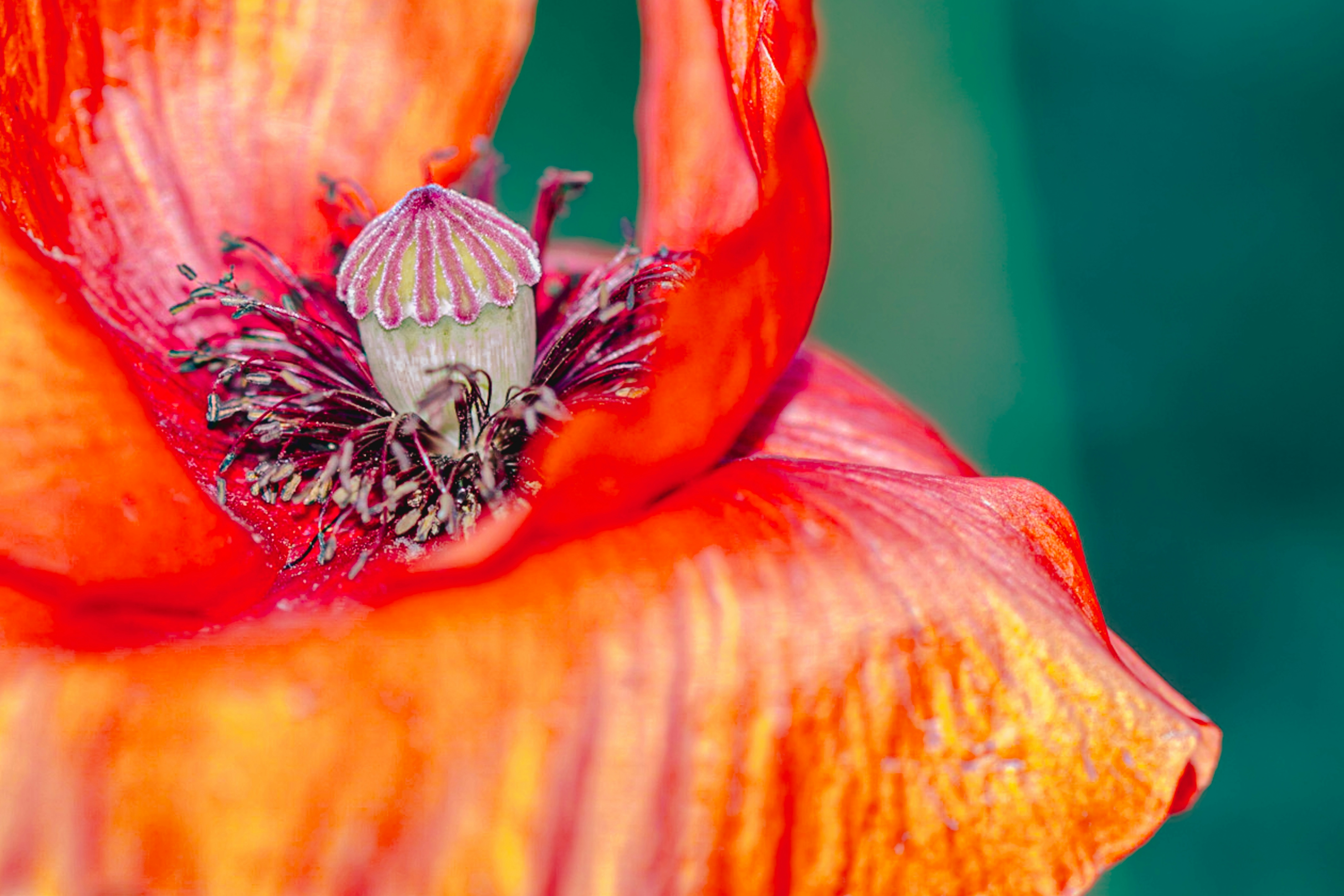 Fiery Heart of Nature's Canvas