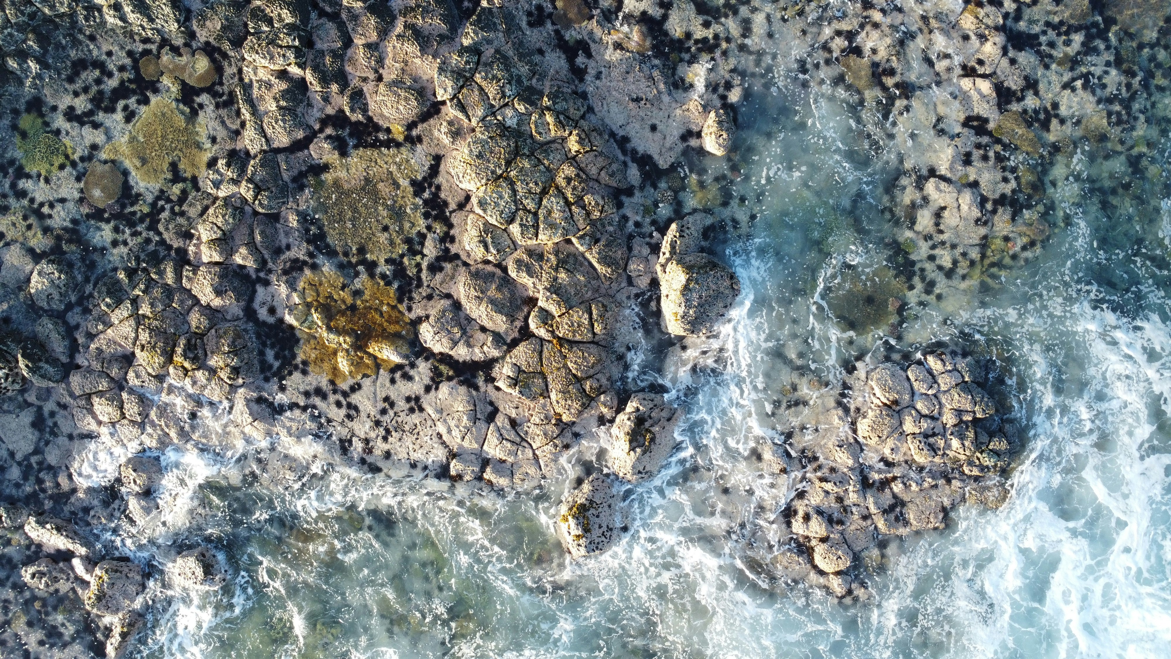 From above, a secluded cove on Mauritius' east coast is revealed, where waves softly kiss the crescent-shaped beach. The lush greenery lining the shore meets the shimmering blue ocean, creating a perfect contrast between land and sea.
