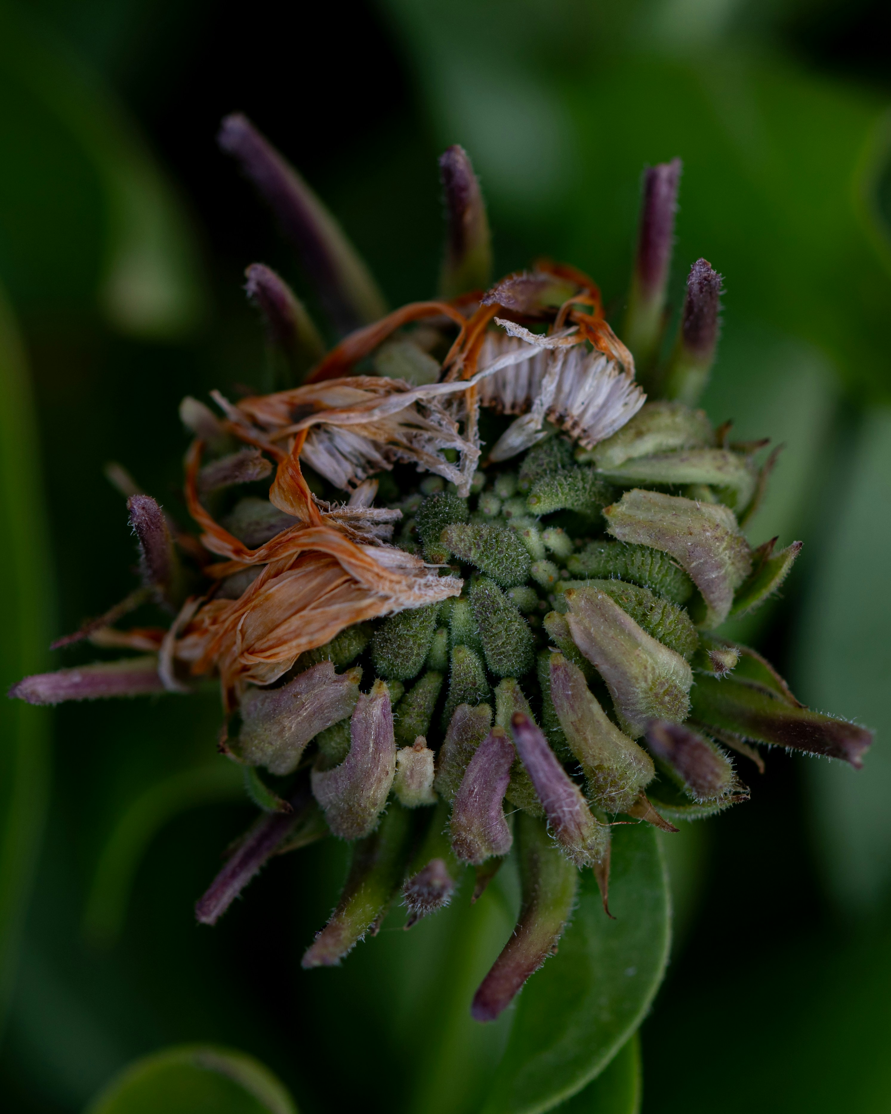 Macro Portrait of a Verdant Seed Head with Purple-Tipped Bracts