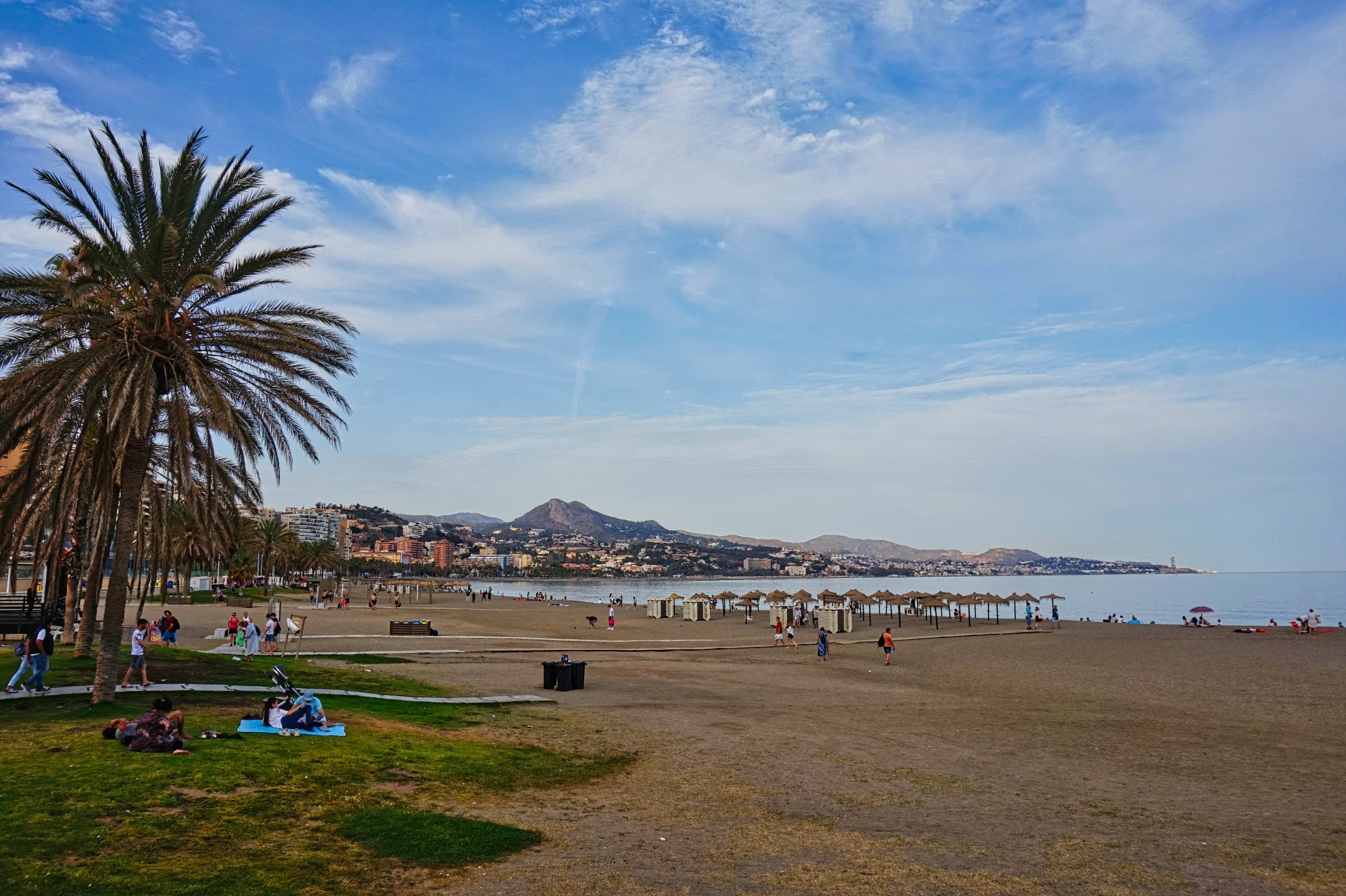 Palm tree framing a tranquil beach in Malaga under a cloudy evening sky.