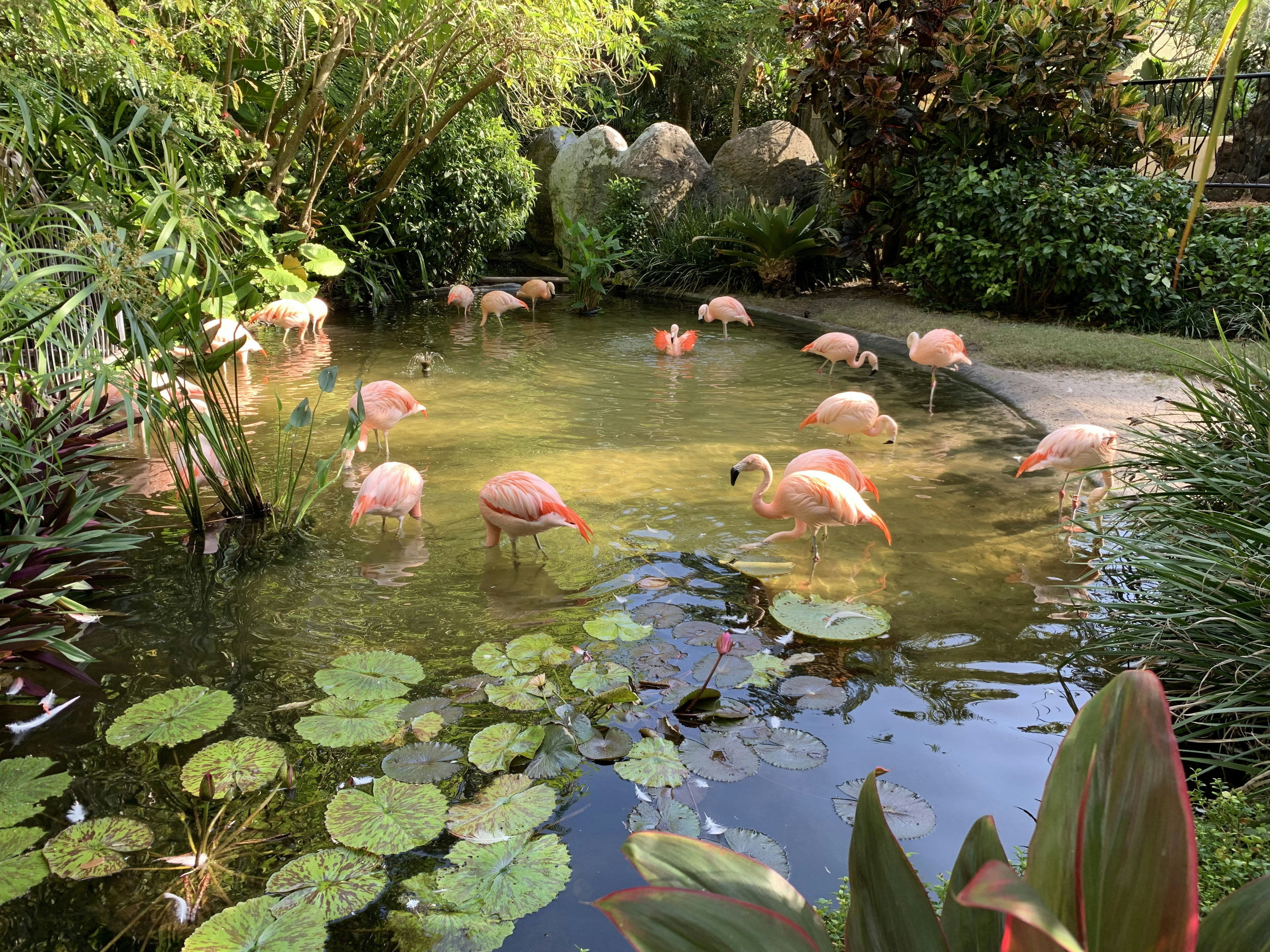 Flamingo Flock at a Tranquil Garden Pond