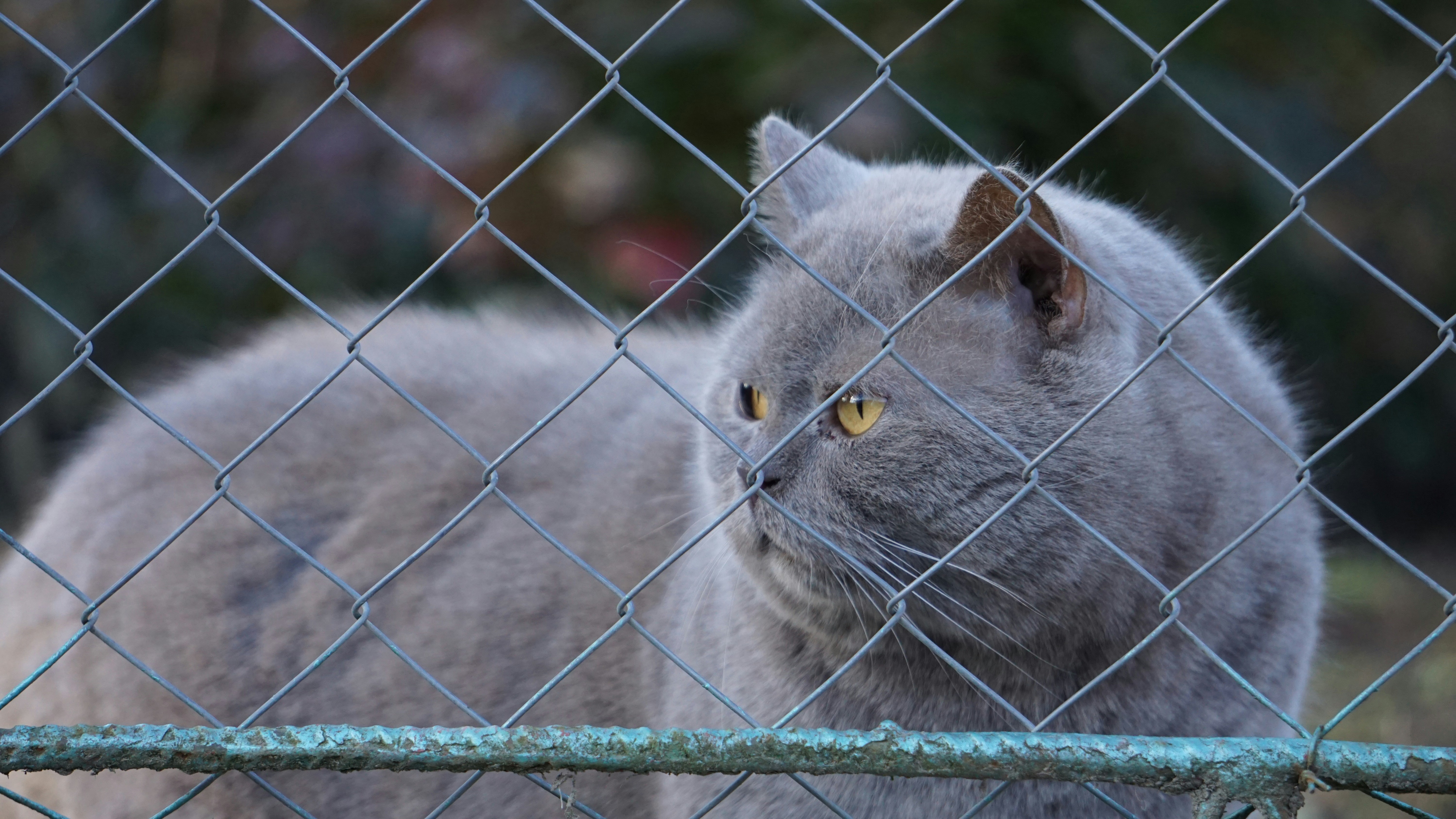 Silent Watcher Behind the Wire