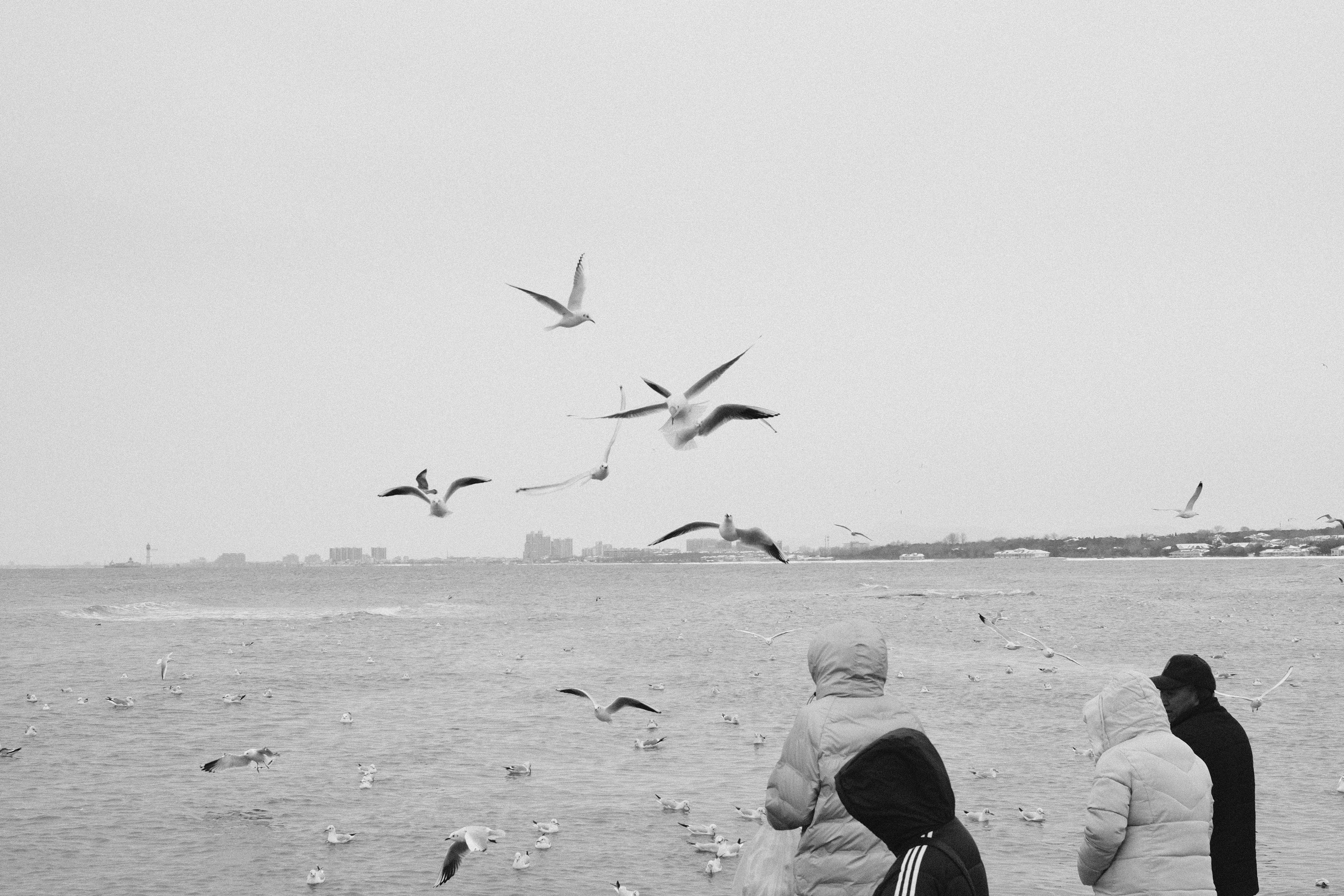 Monochrome scene of bundled-up figures watching seagulls soar over a calm sea with a distant city skyline.