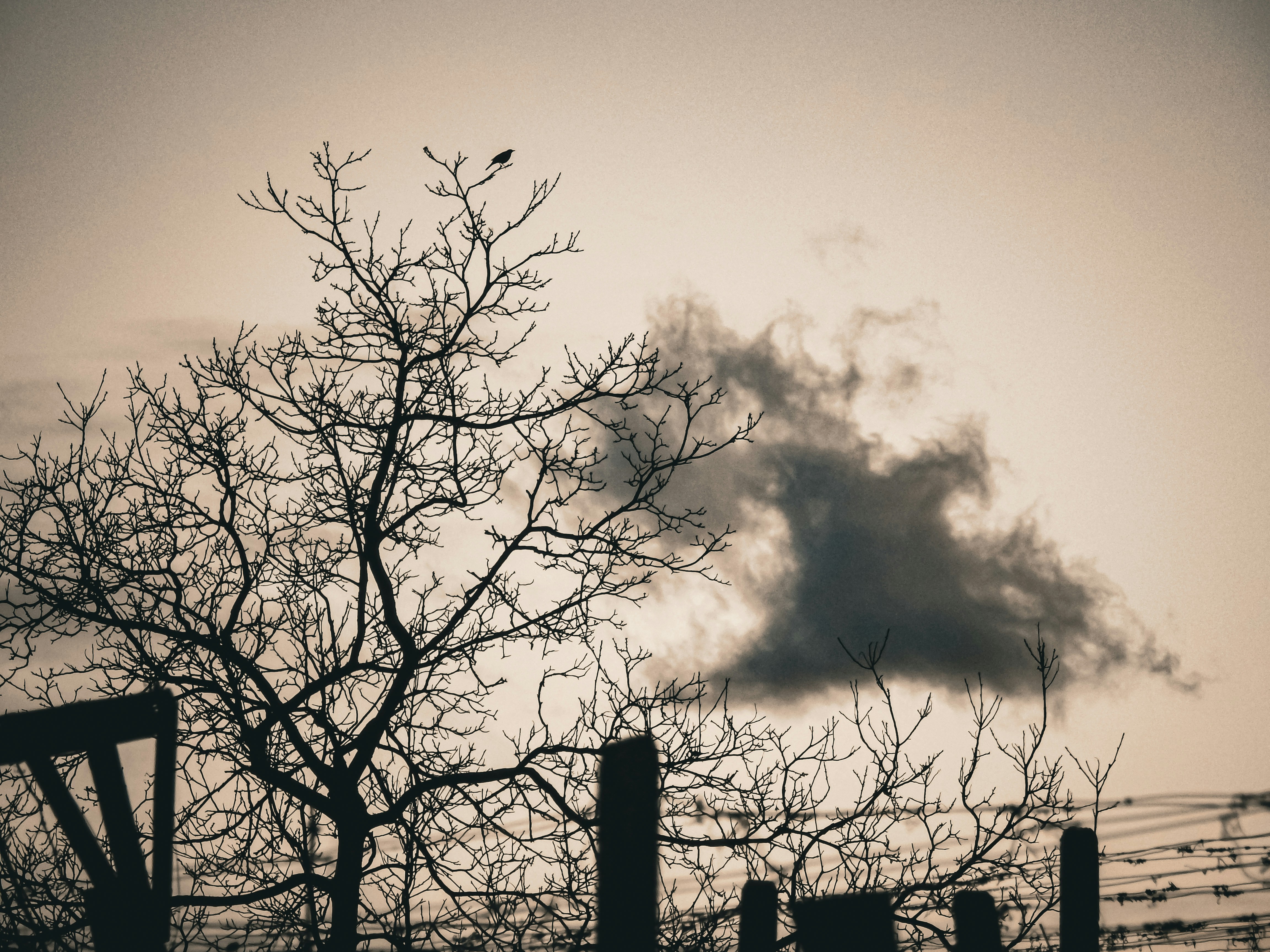 Whispering Branches Against Twilight