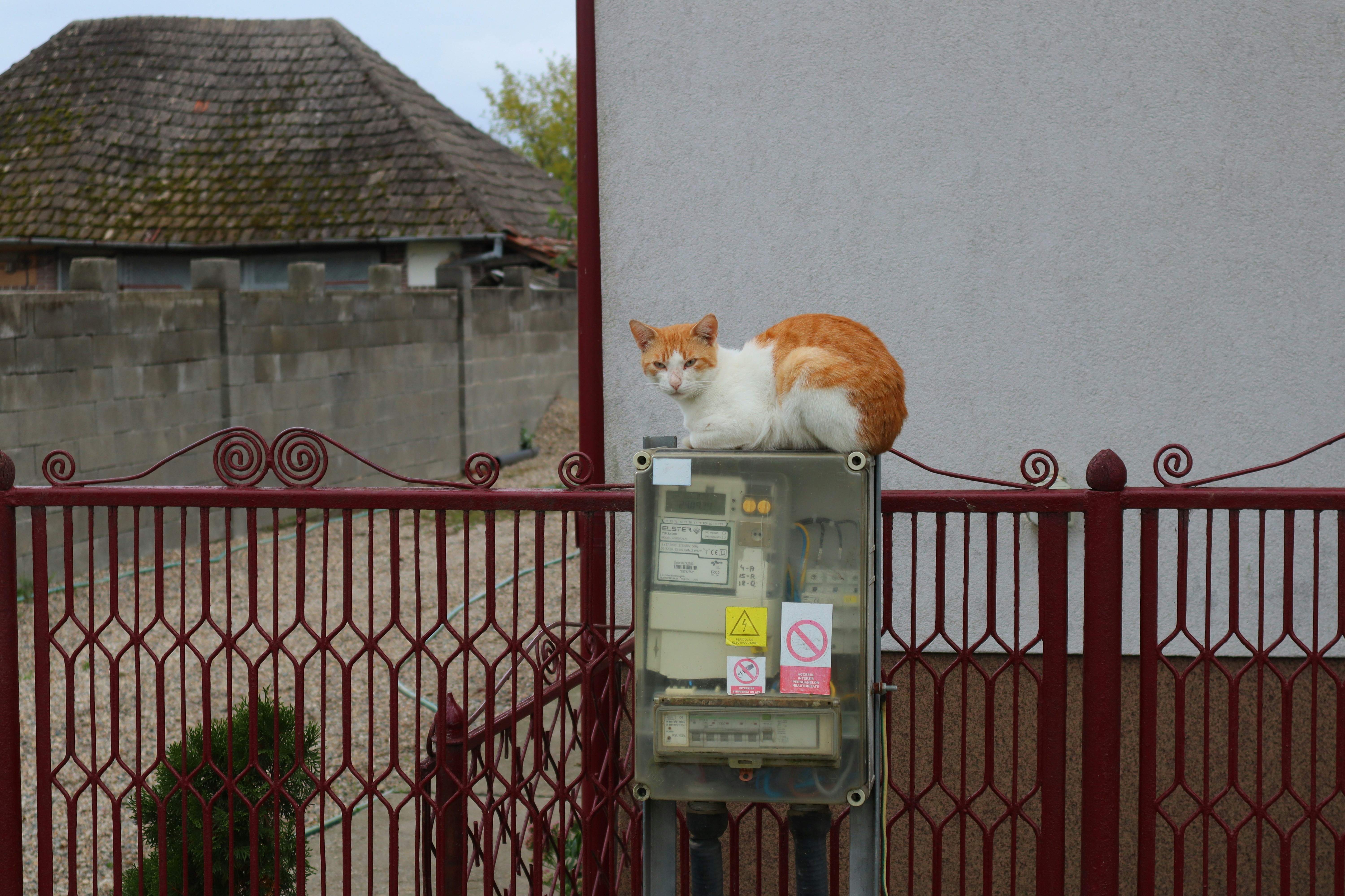Orange Cat photo shot on Canon EOS M50 Mark II