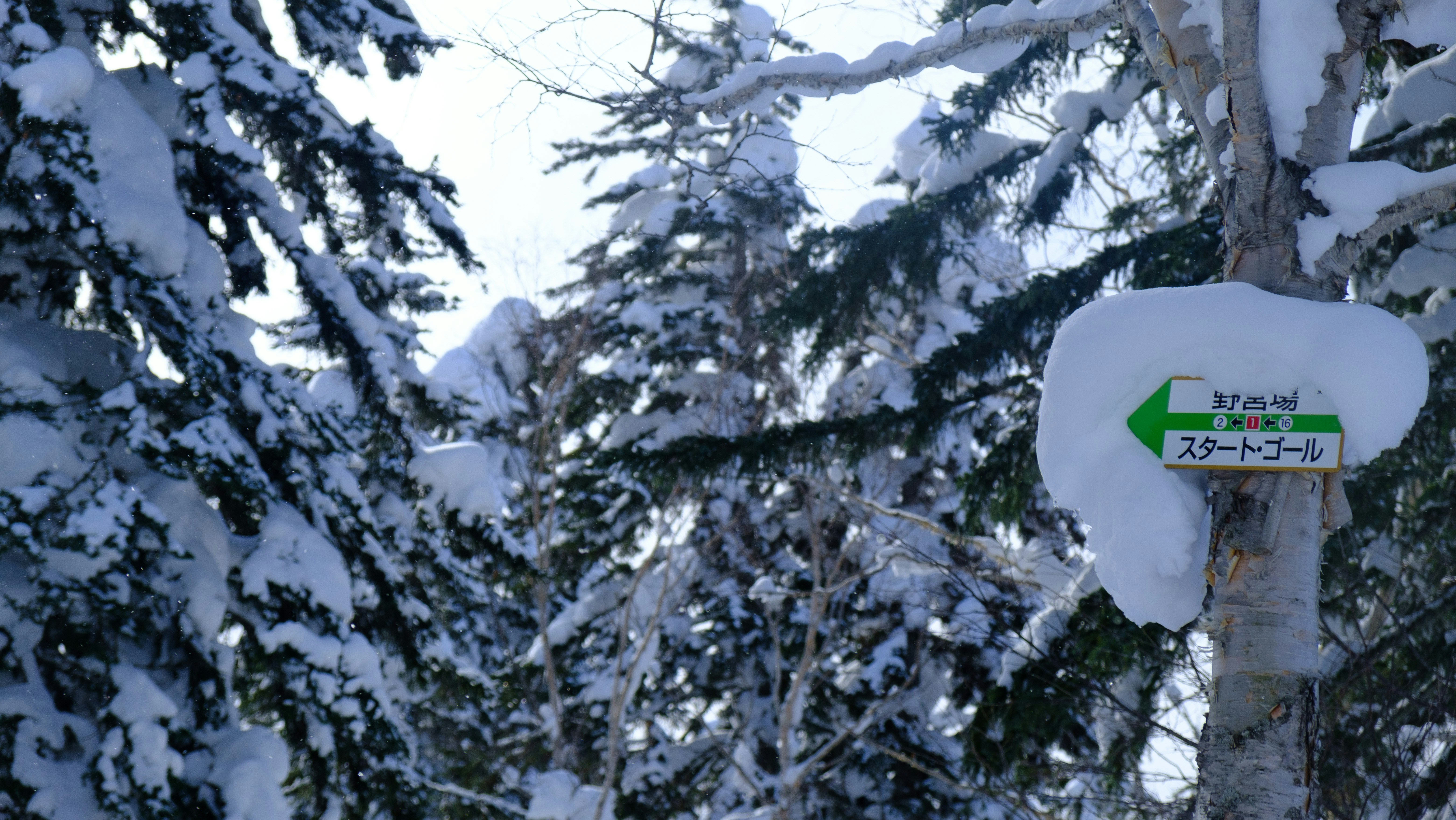 A street sign in the middle of a snowy forest photo – Free Forest Image ...