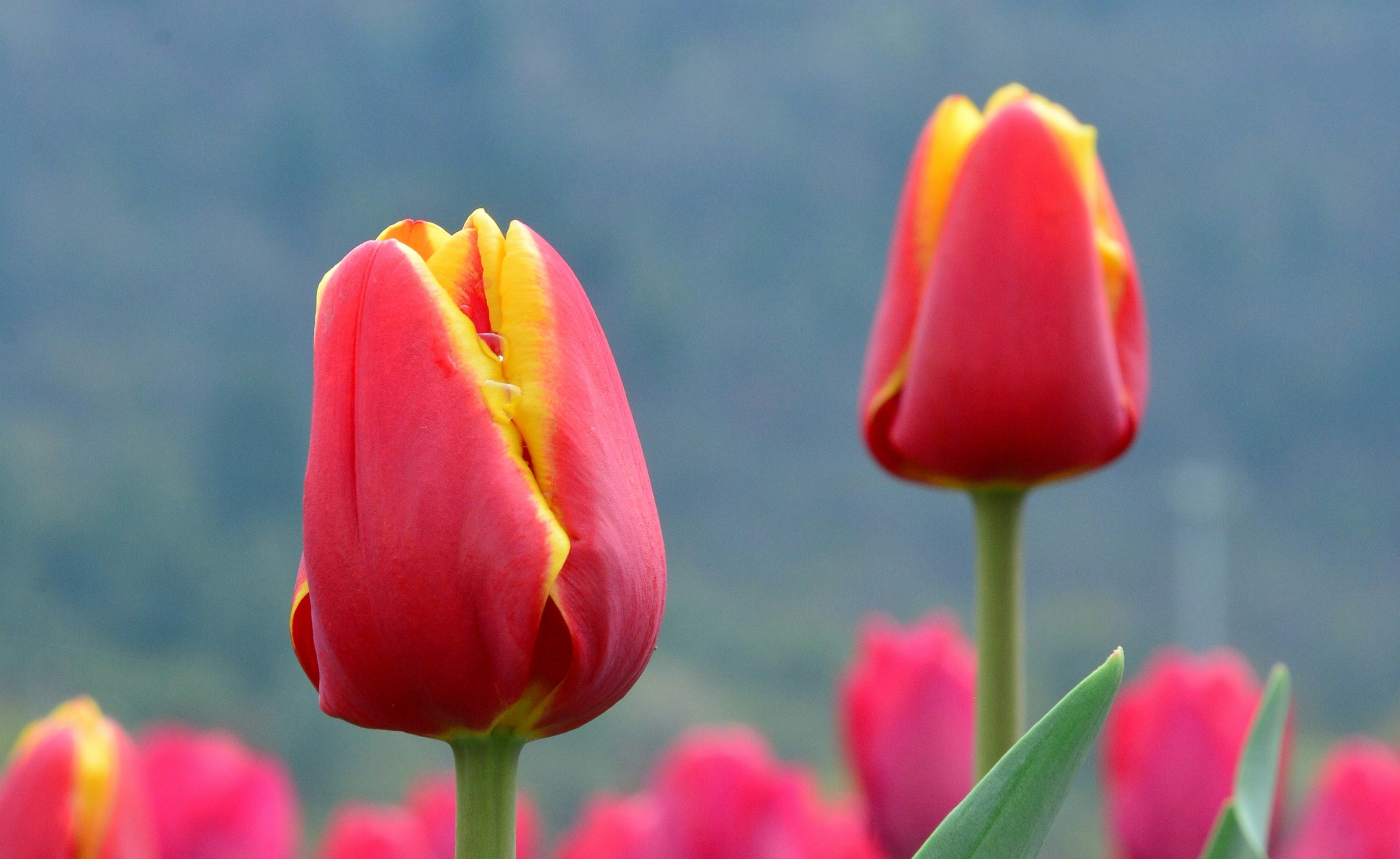 Close-up of red and yellow tulips standing tall against a blurred natural background.