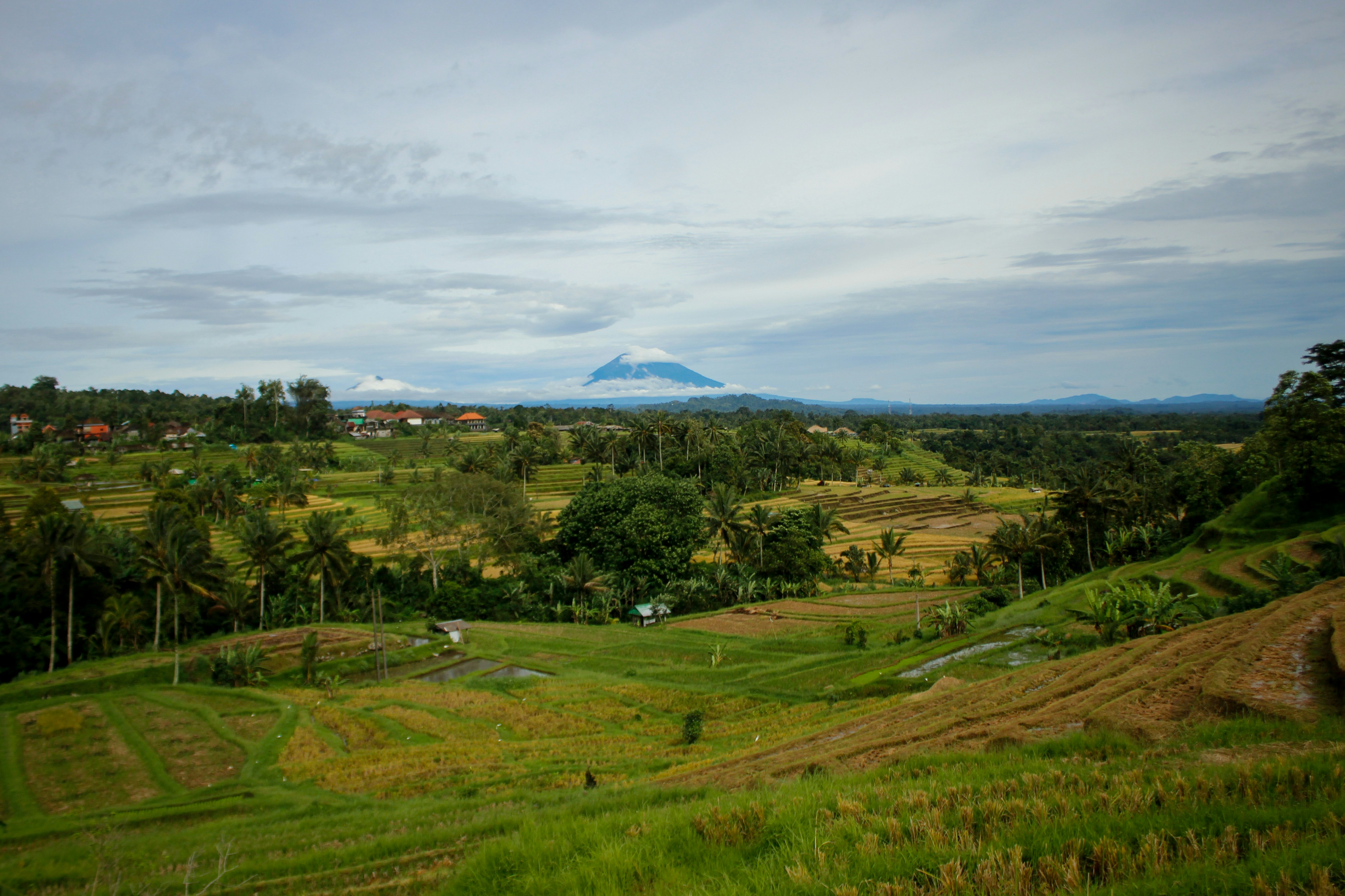 Verdant Tapestry Unfolding to Distant Peaks