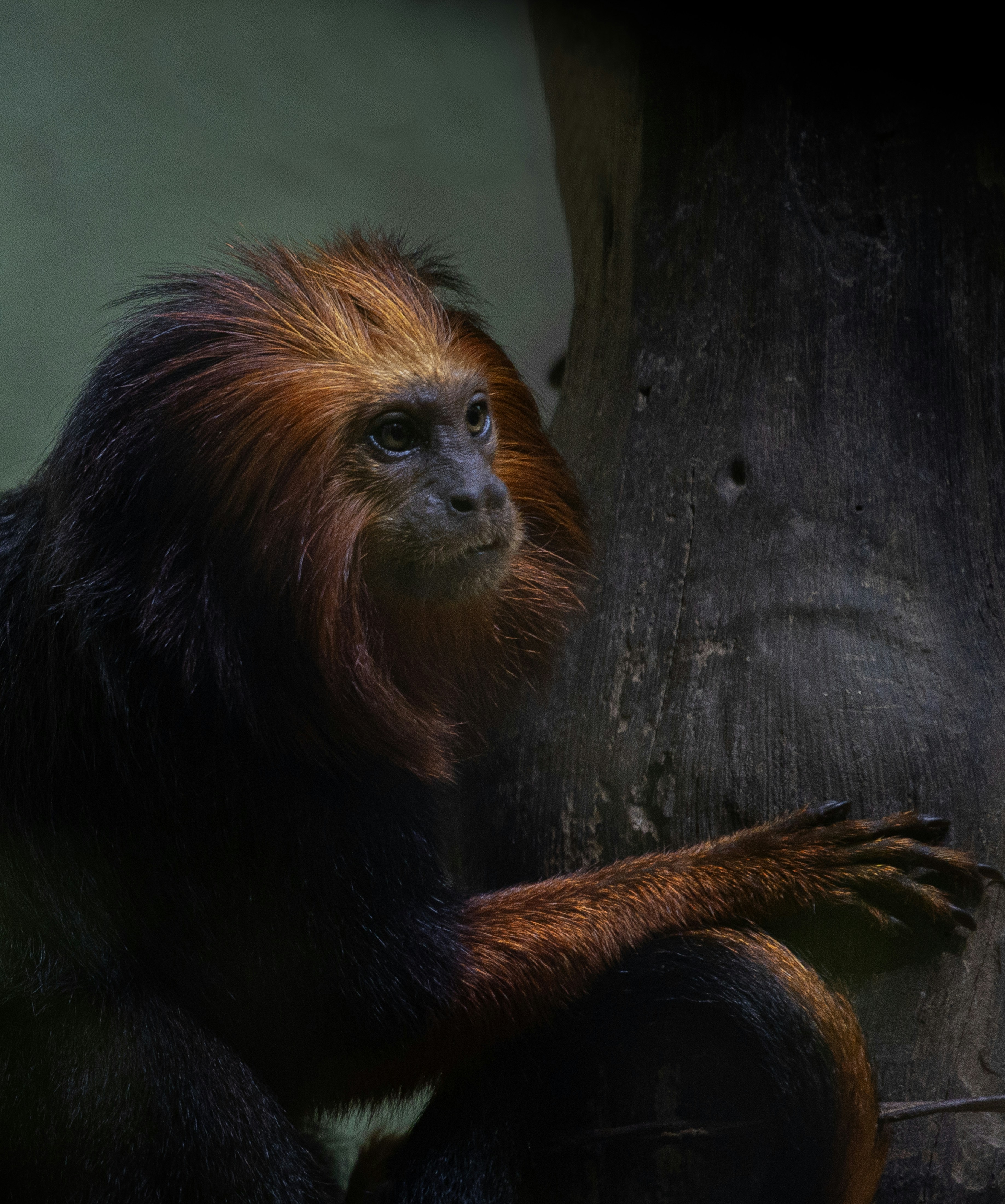 Quiet Contemplation in the Canopy