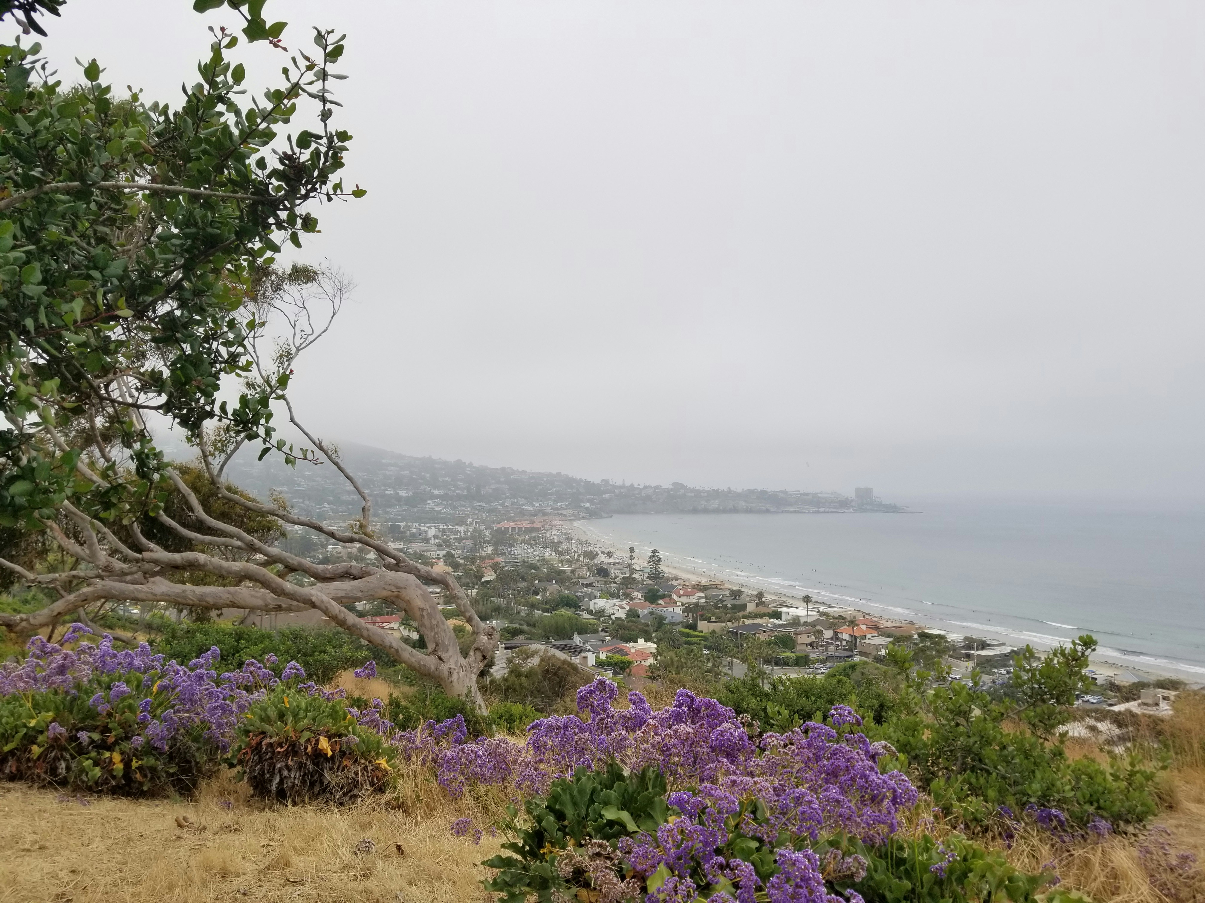 Violet Cliffs: A Cliffside Floral Frame Over the Coastal Horizon