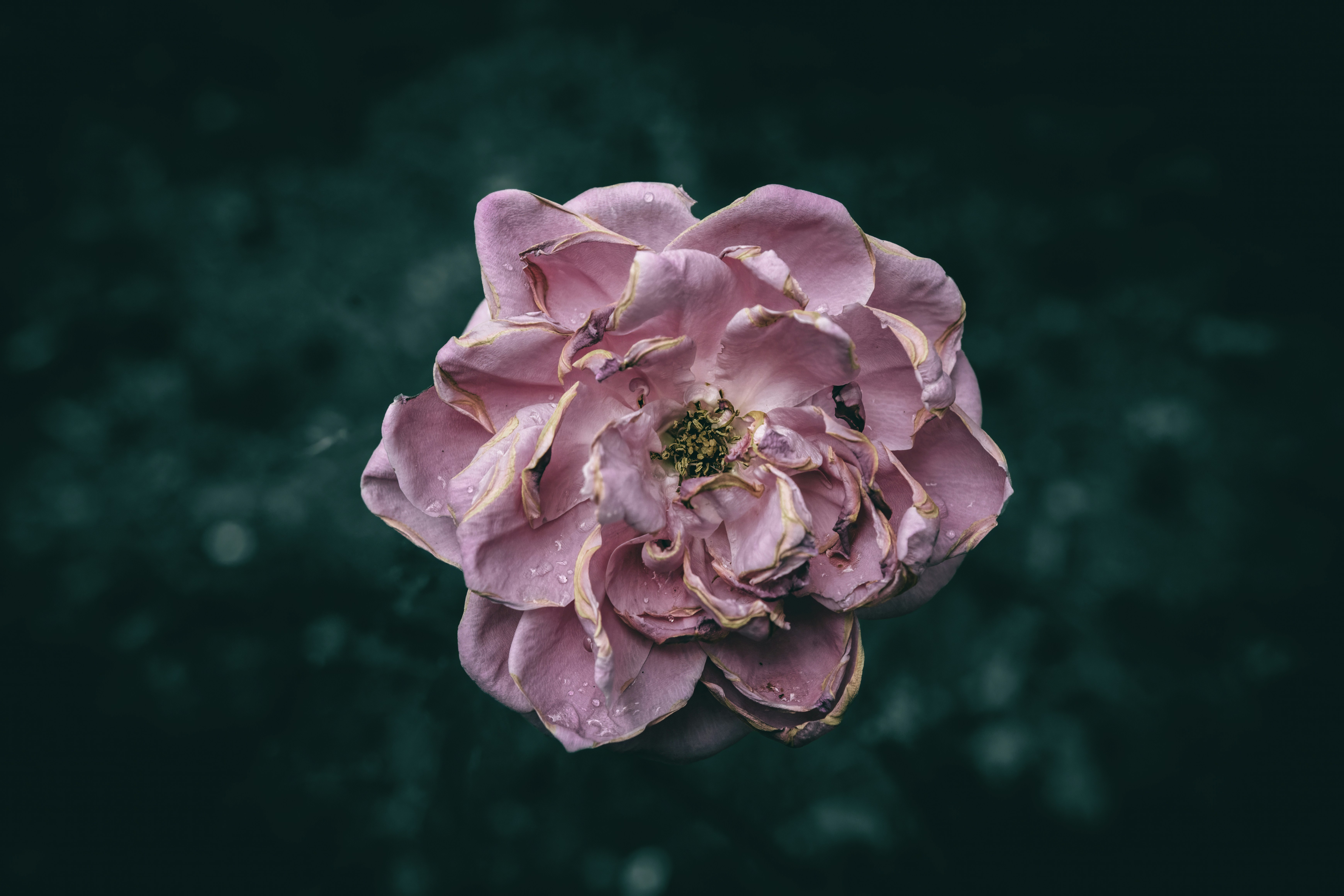 A single pink flower on a black background photo – Free Serbia Image on ...