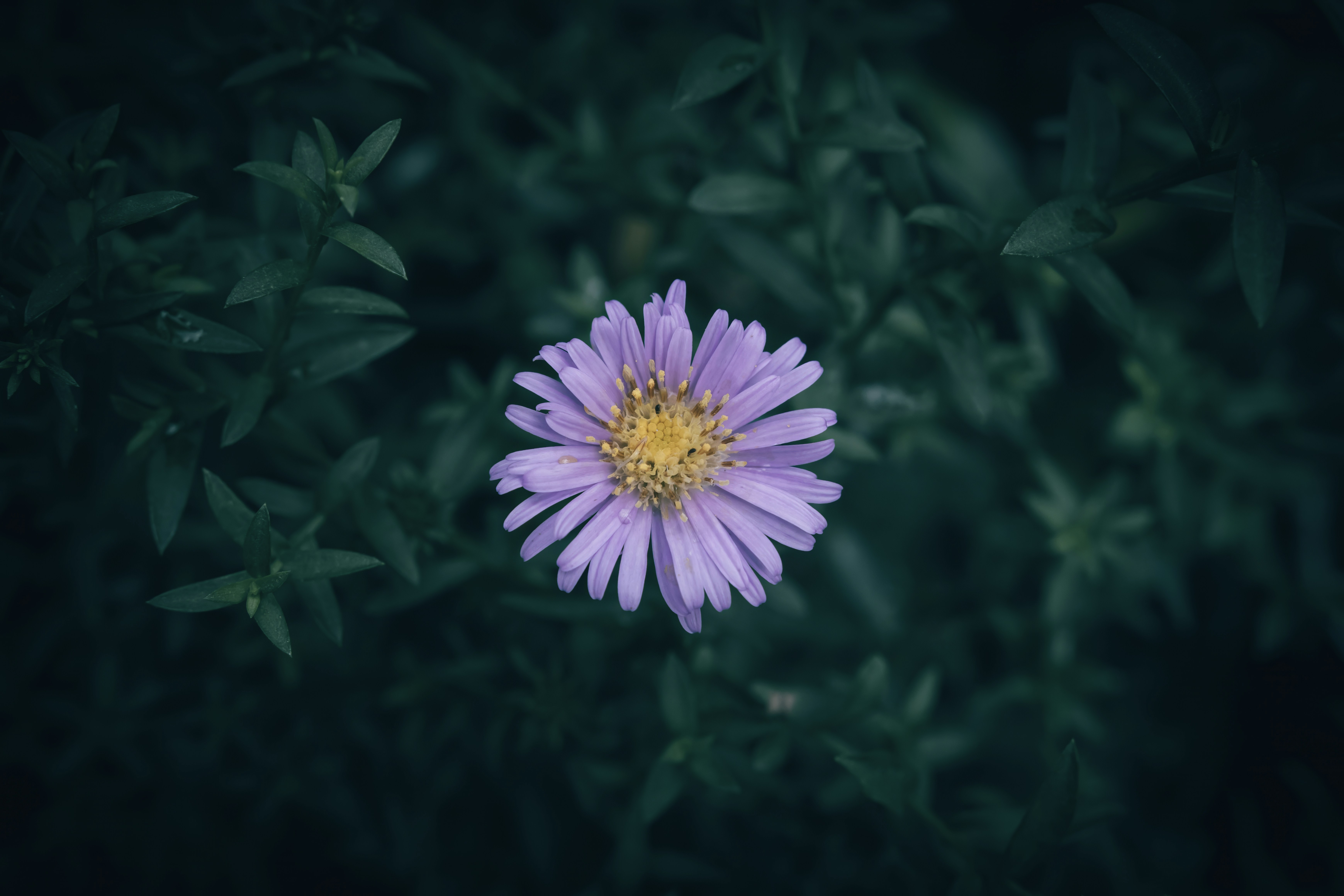 Purple flower with yellow center contrasts against deep green foliage.