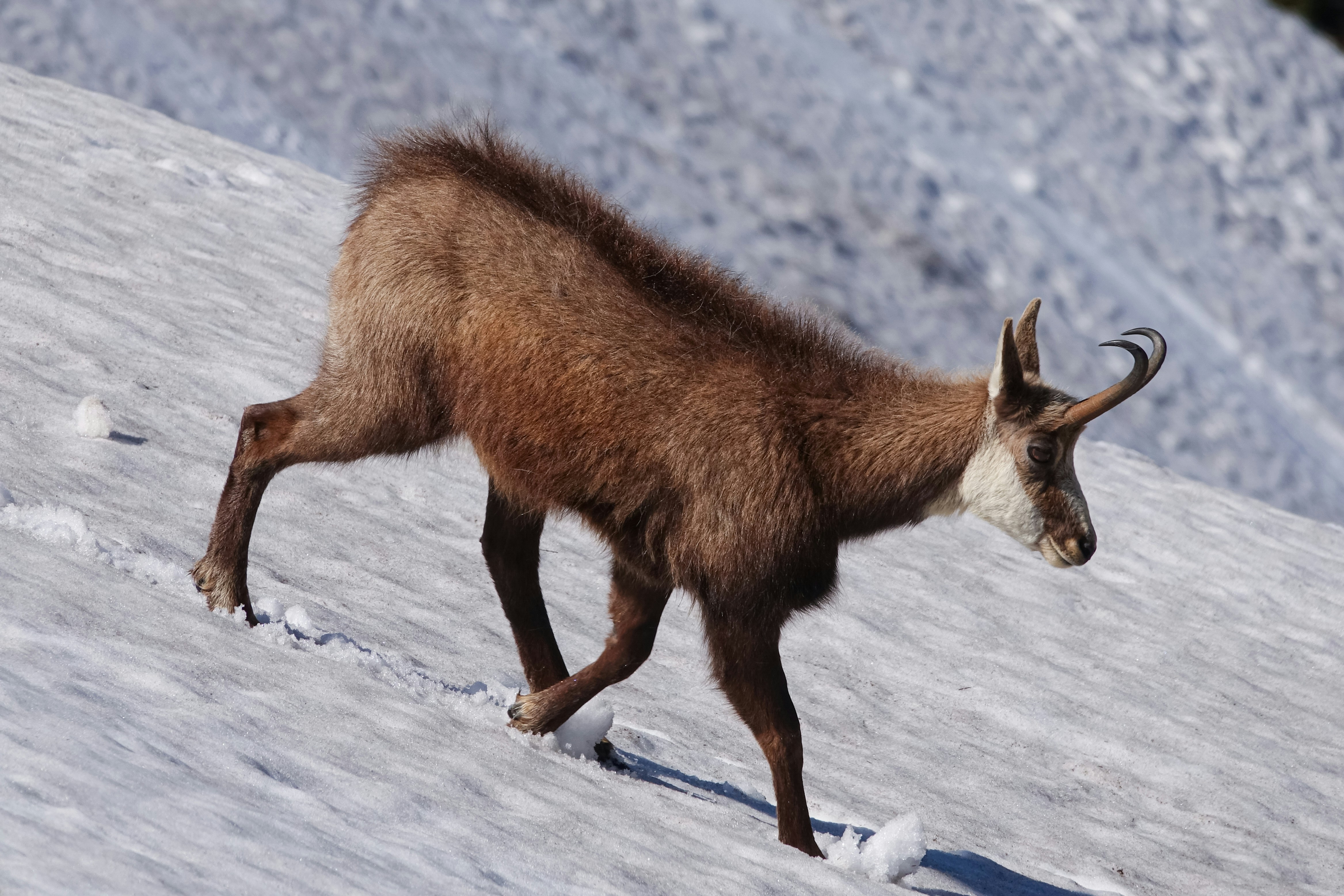 Mountain goat traversing a snow-covered slope with contrasting brown fur against white snow.