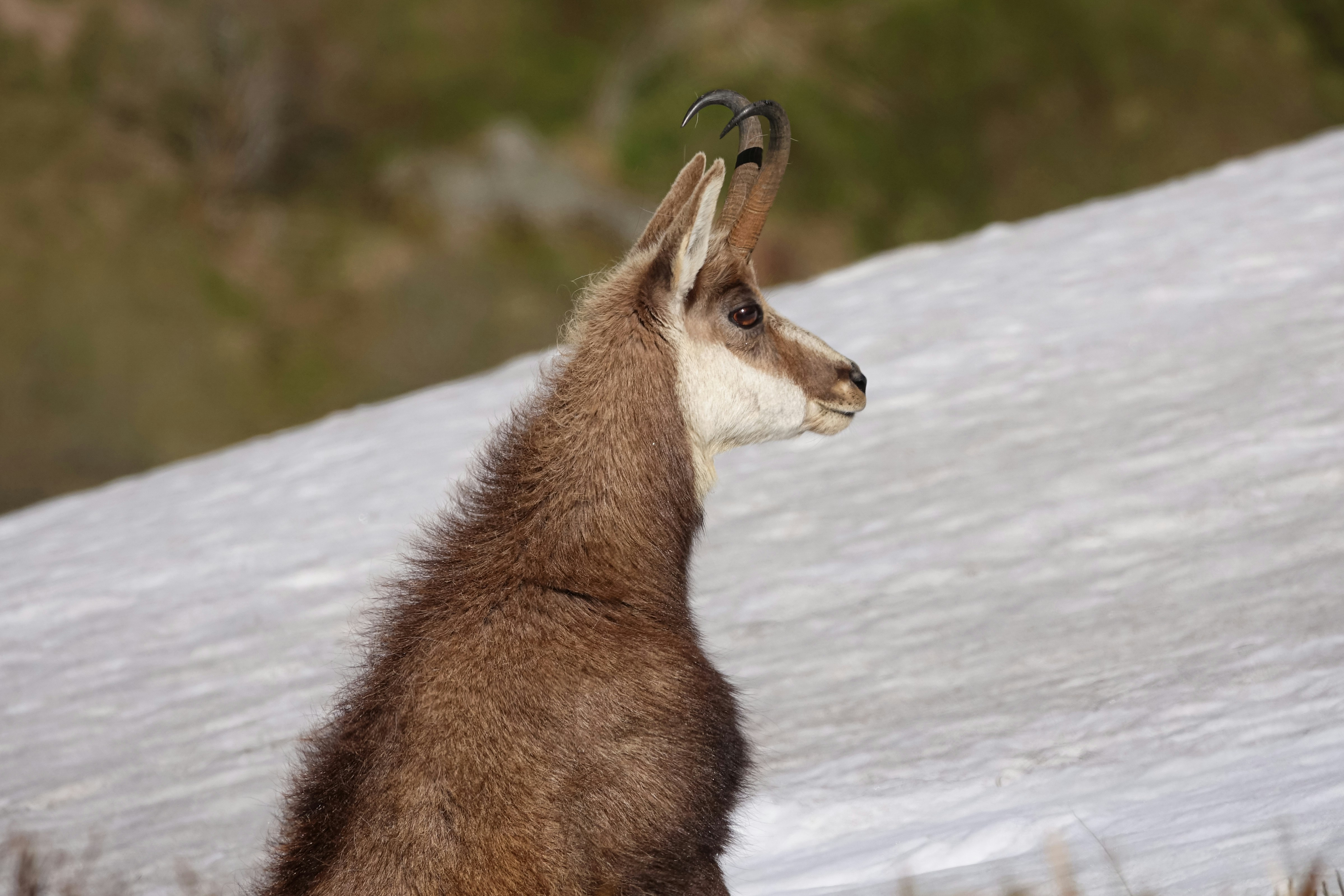 Mountain goat stands poised on a snowy slope with sharp horns and textured fur contrasting the white landscape.