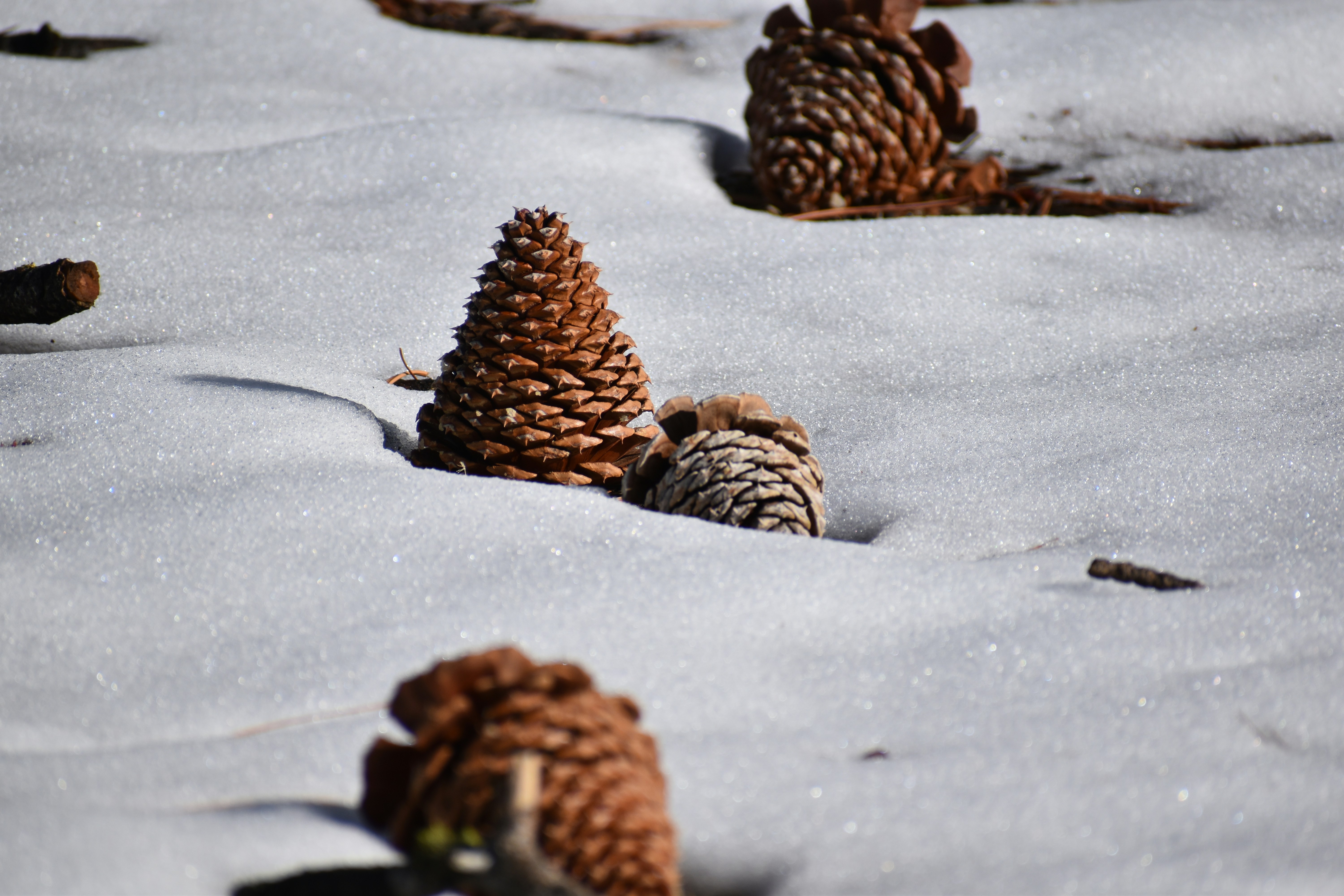 Whispers of Winter: Pine Cones on Snow