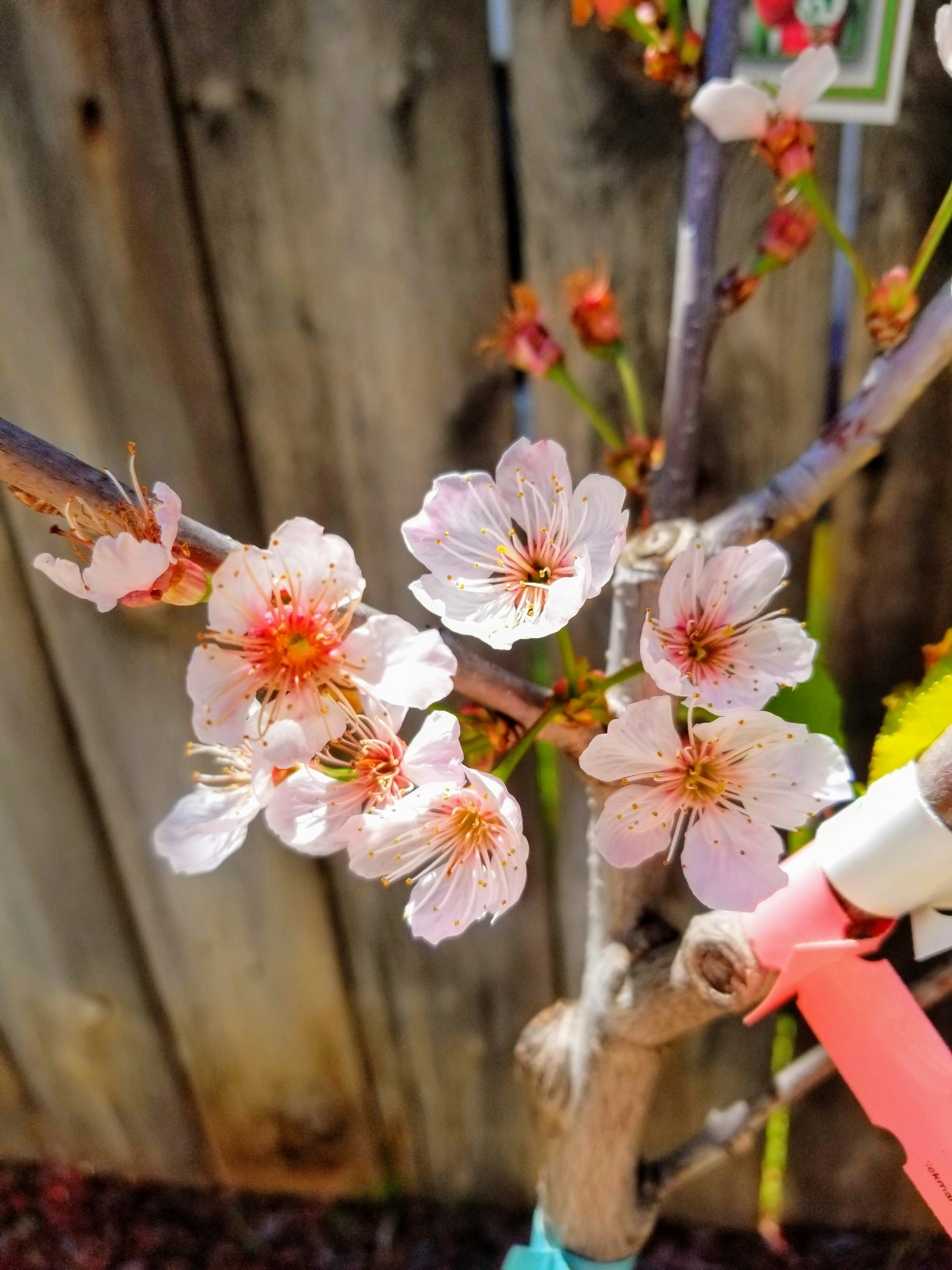 Porcelain Petals on Weathered Wood: Close-Up of a Spring Bloom