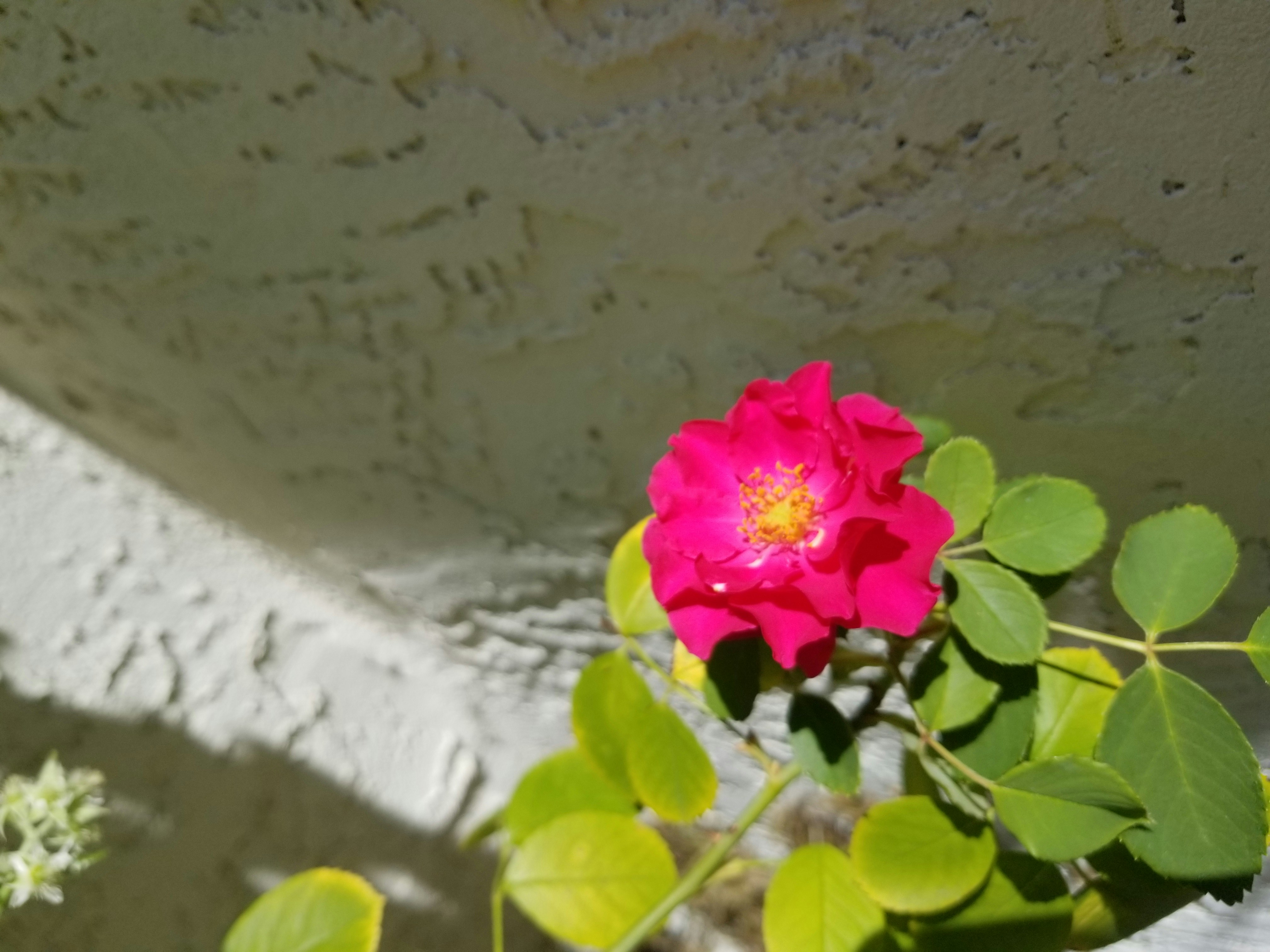 A vibrant pink rose with bright green leaves sits against a textured stone wall, bathed in natural light.