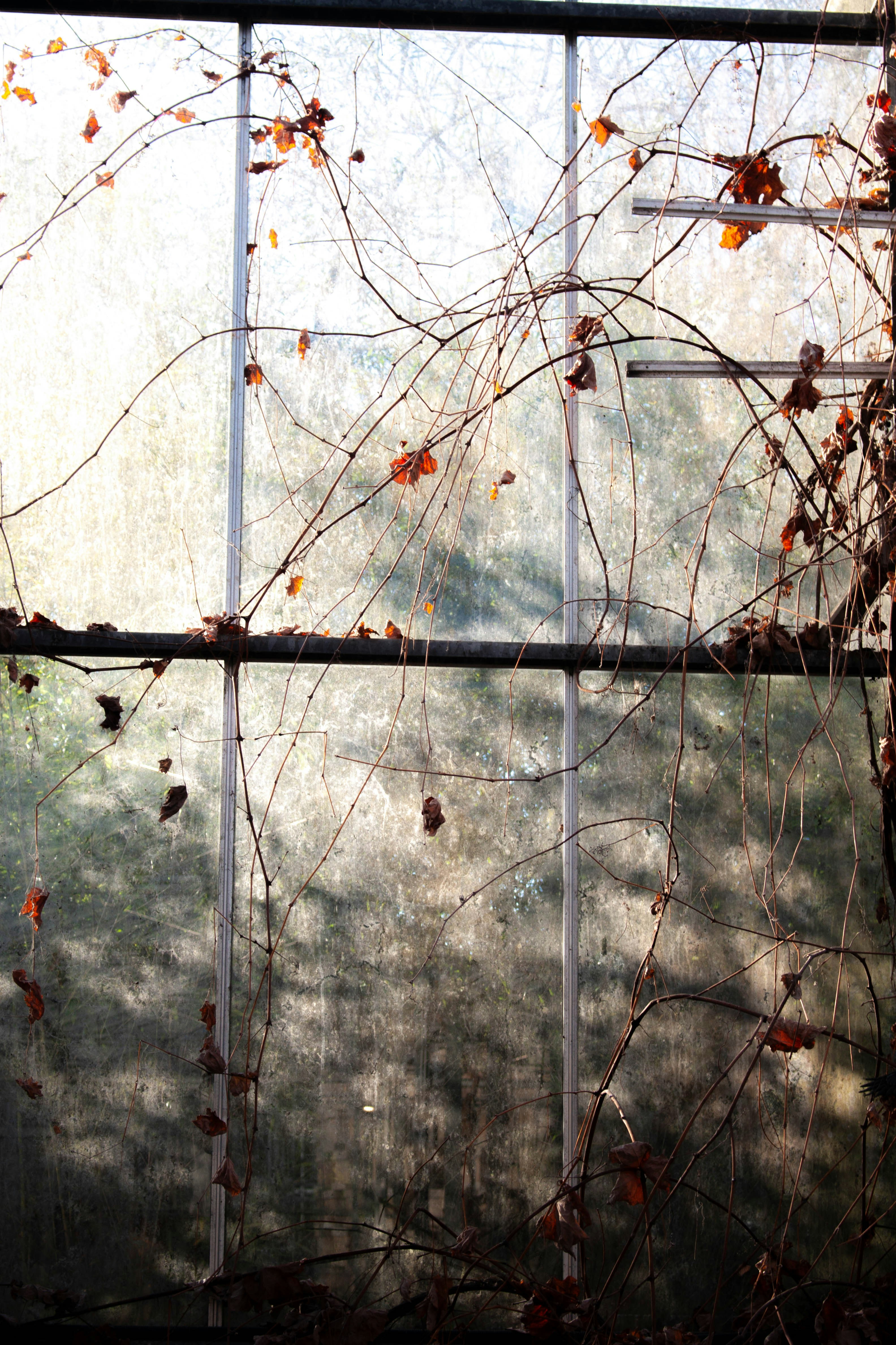 Autumn Vines on a Glass Grid: A Quiet Greenhouse Portrait