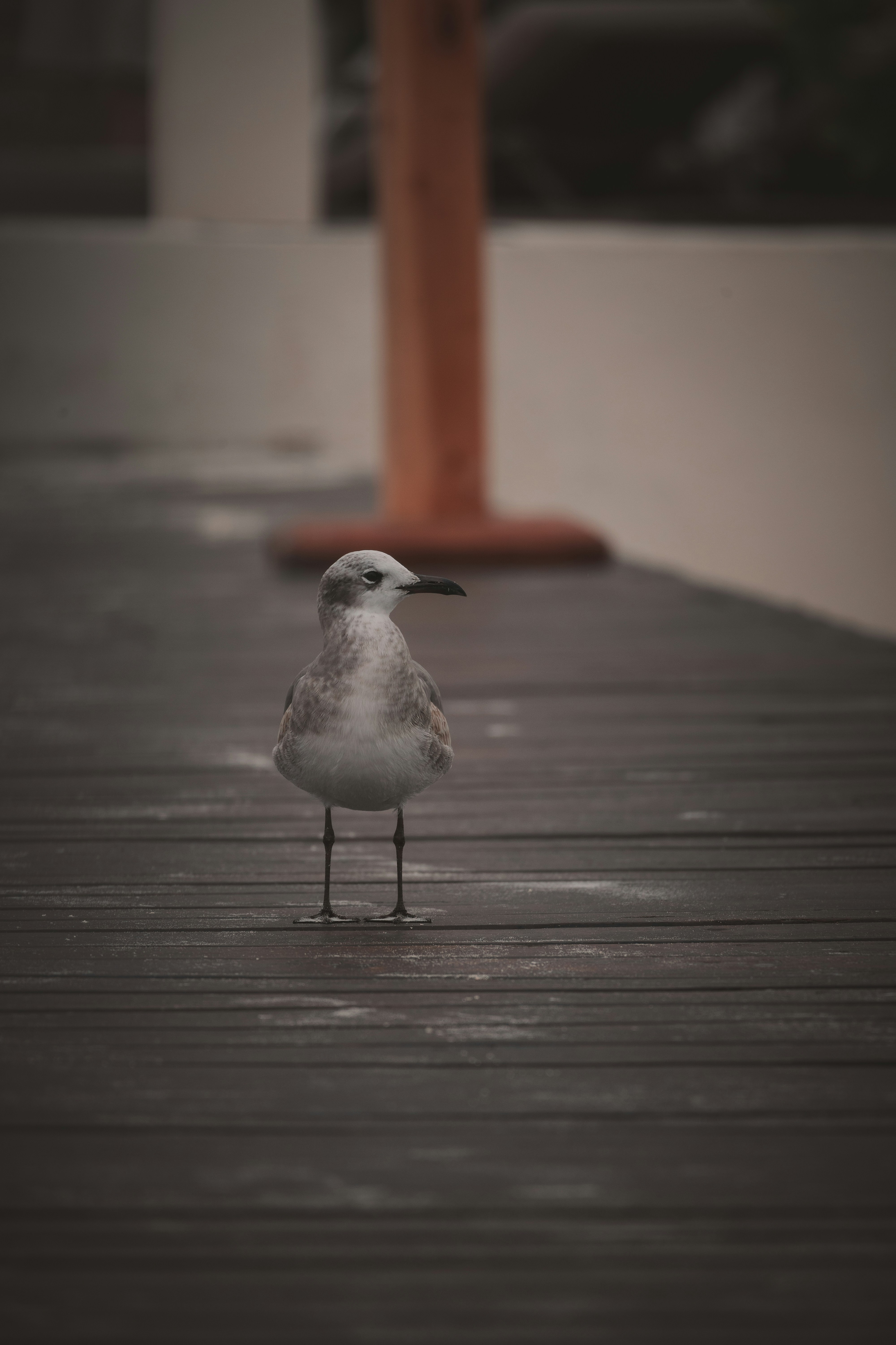 Solitary Seagull on Weathered Boardwalk