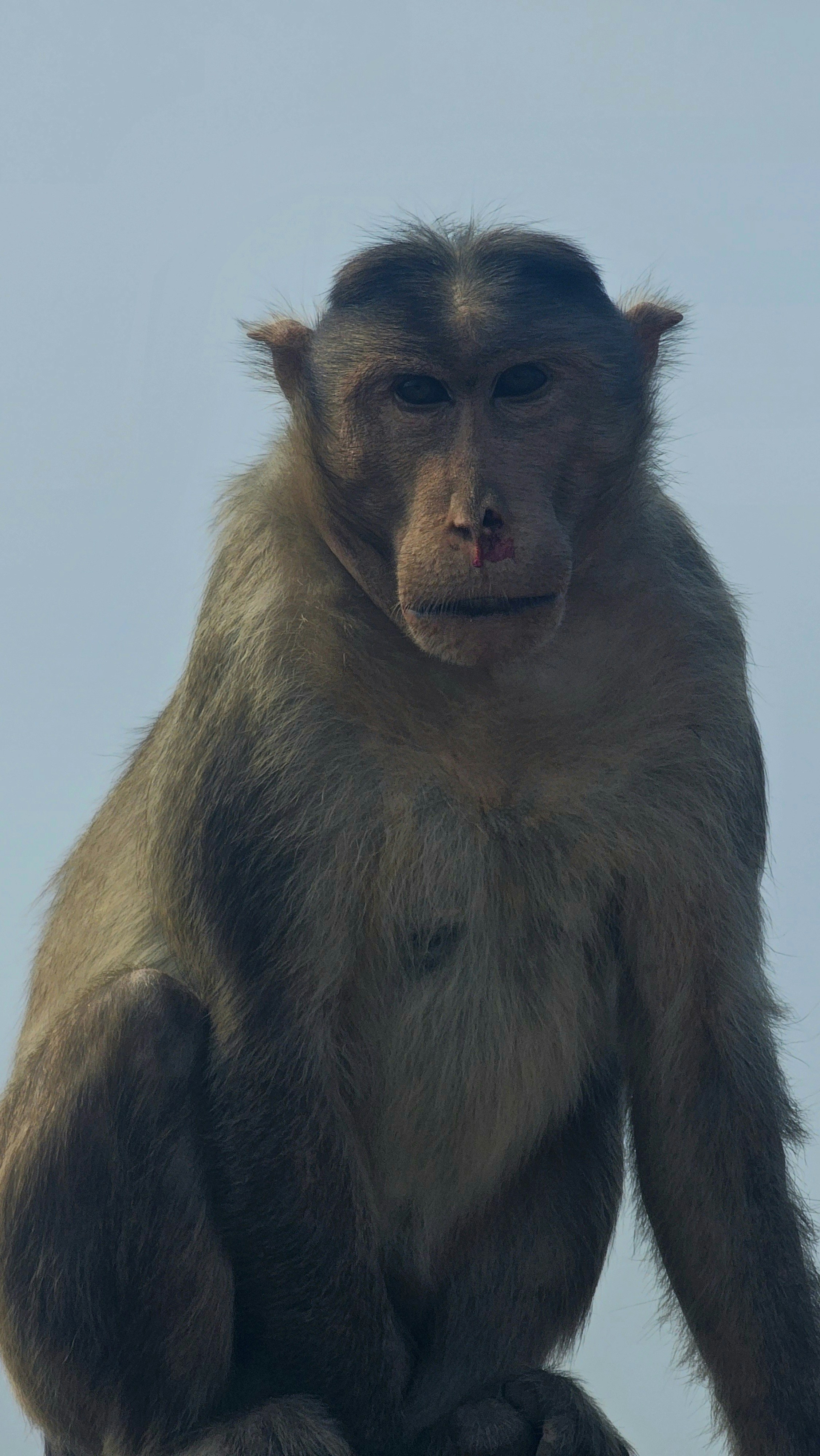 Monkey Pfp Pictures | Download Free Images on Unsplash