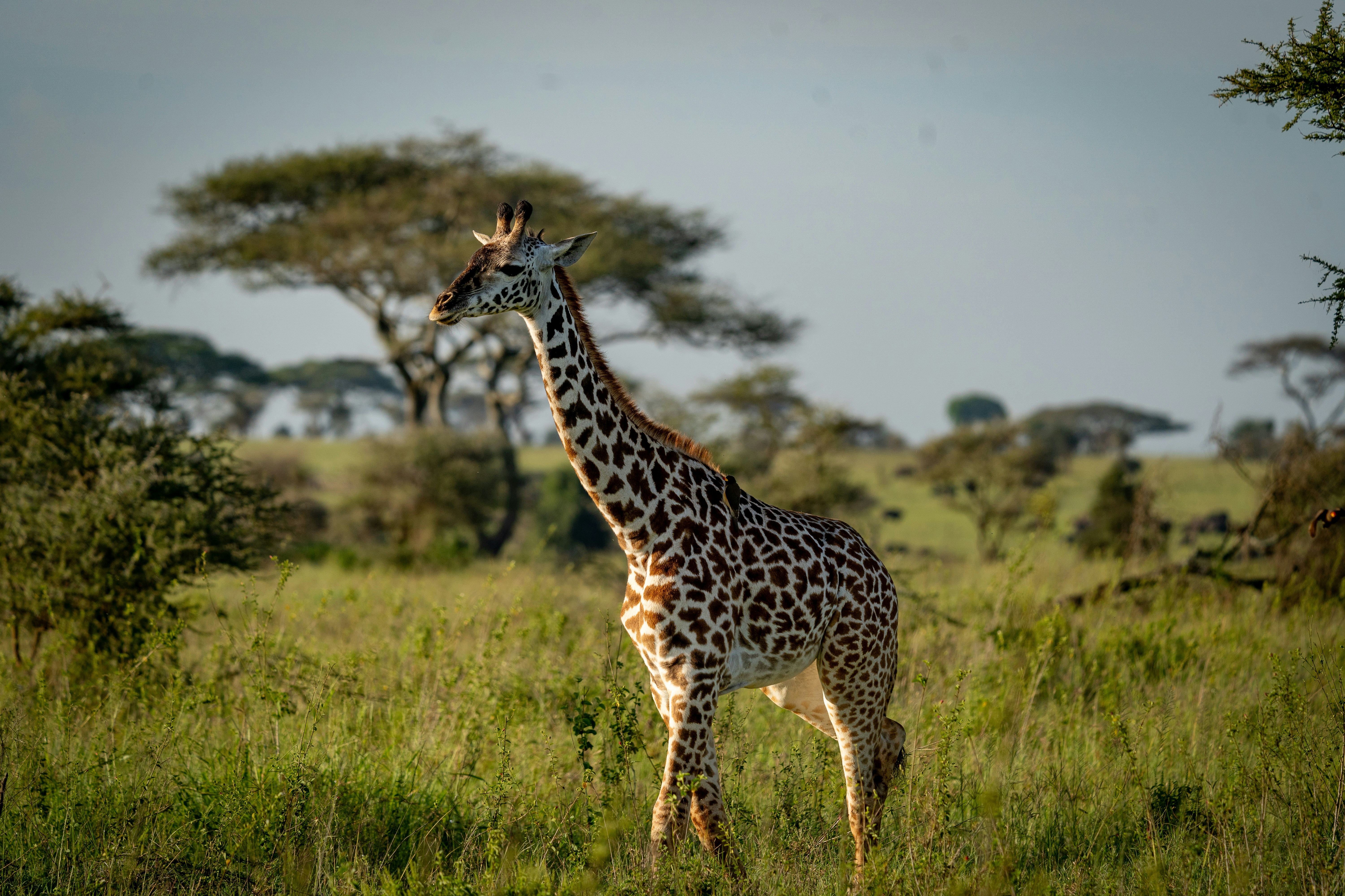 A giraffe standing in a grassy field with trees in the background photo ...