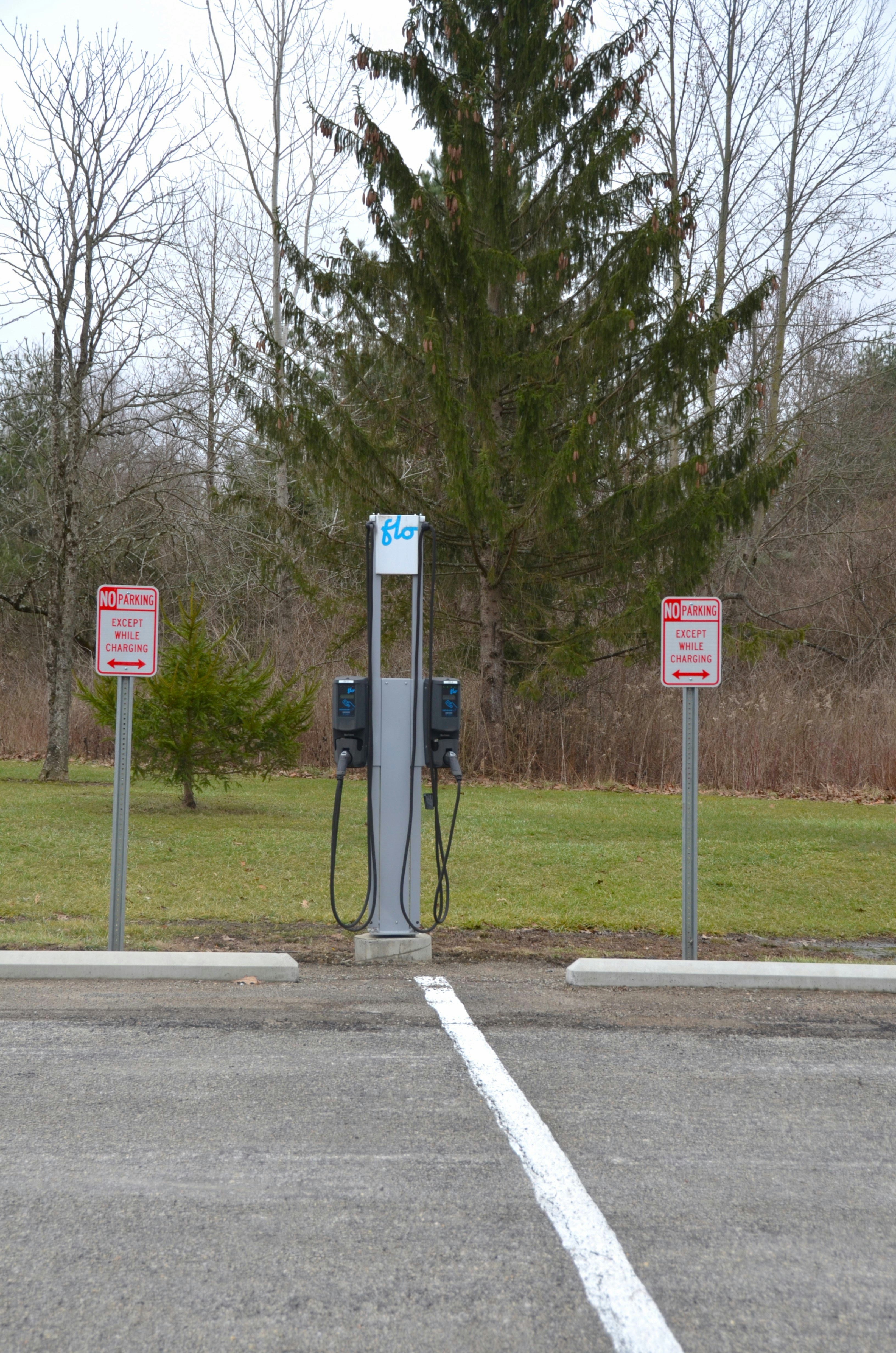 Quiet Charge Hub Framed by a Tall Evergreen