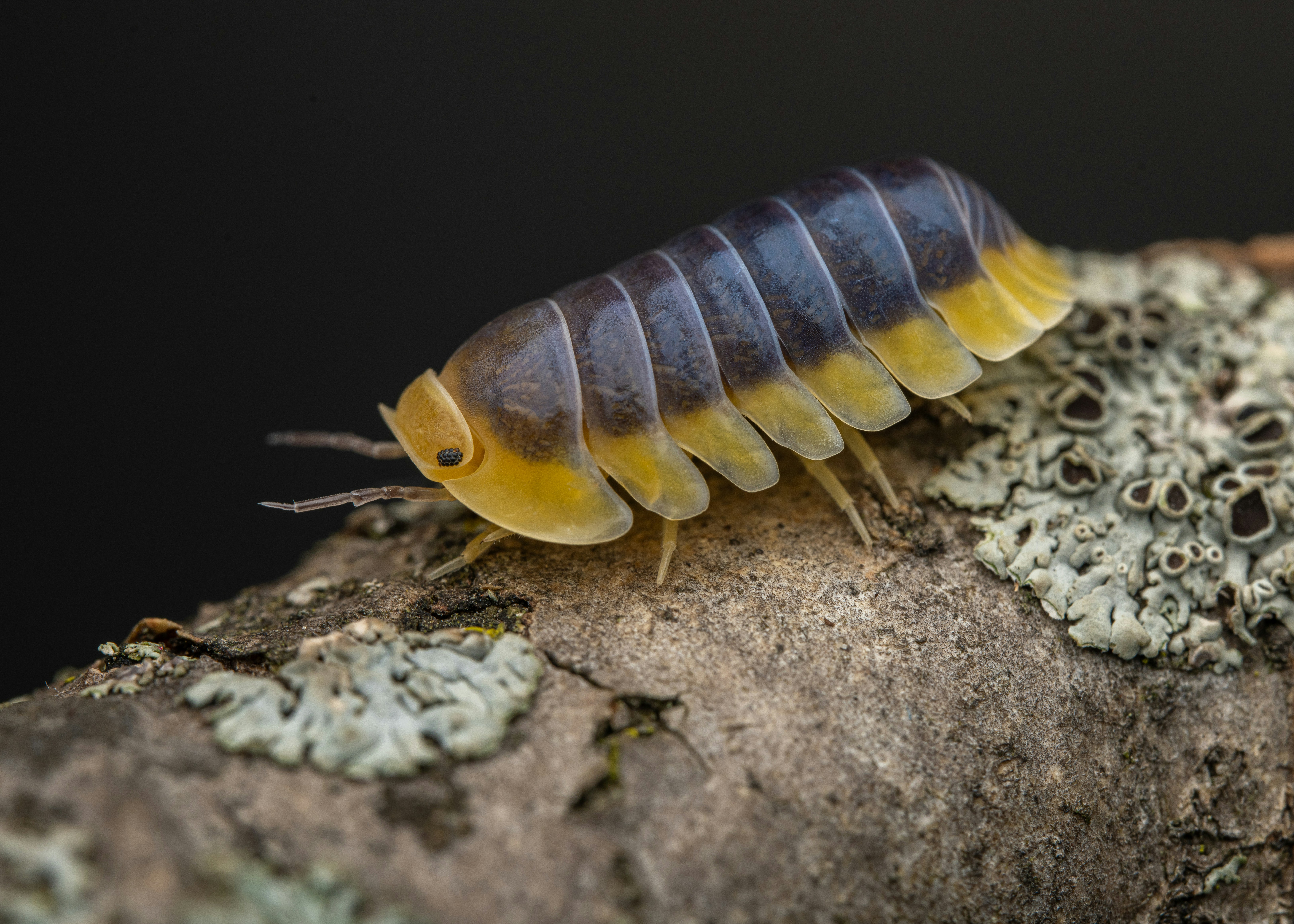 Striped Woodlouse on Lichen-Covered Bark: A Macro Portrait of Color and Texture