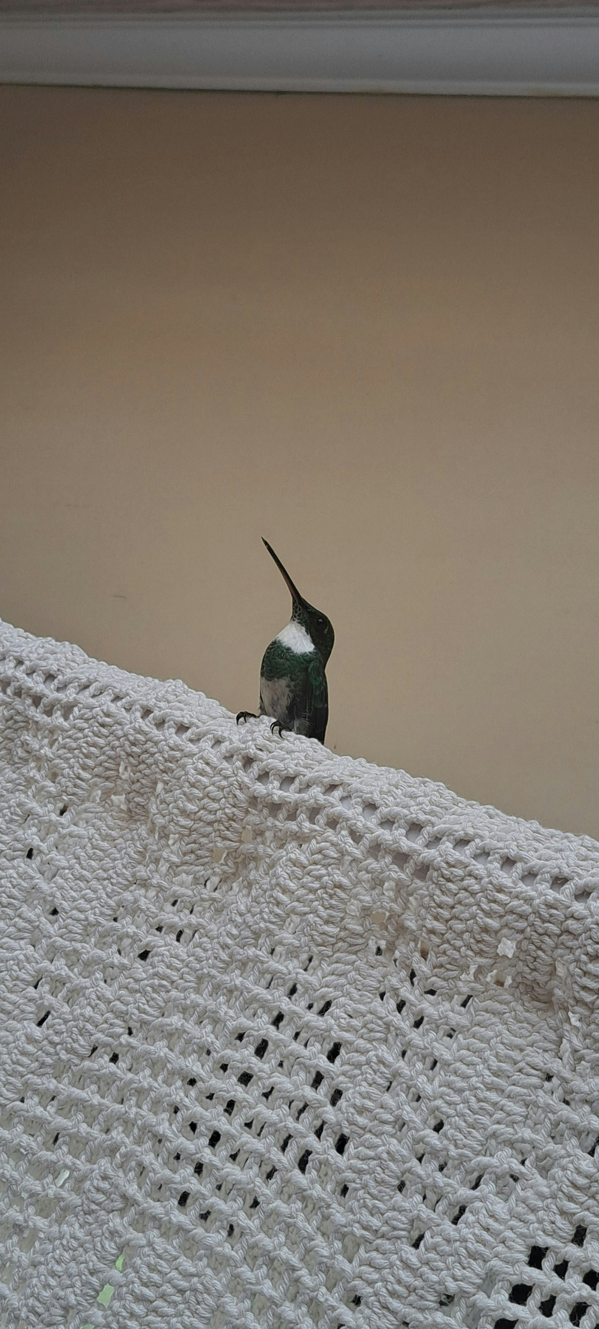 Emerald Hummer on Crochet Lace: A Quiet Perch by the Window