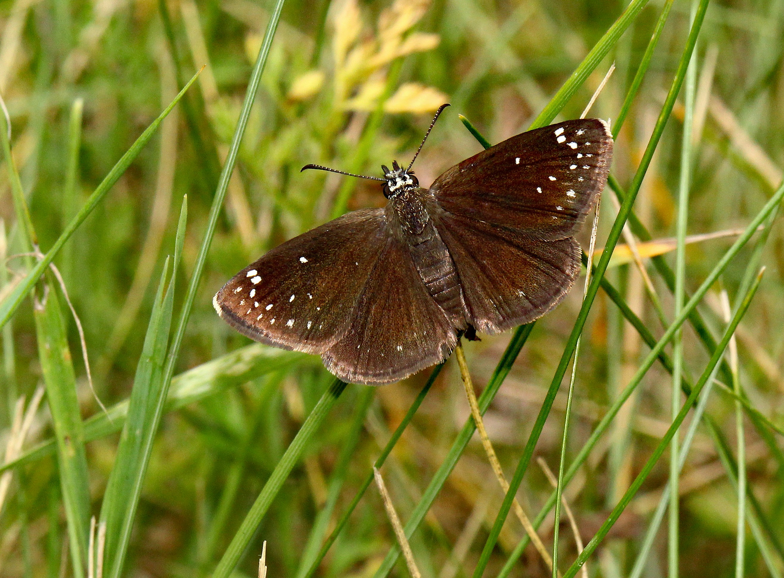 Brown butterfly in a sunlit meadow clutching blades of grass