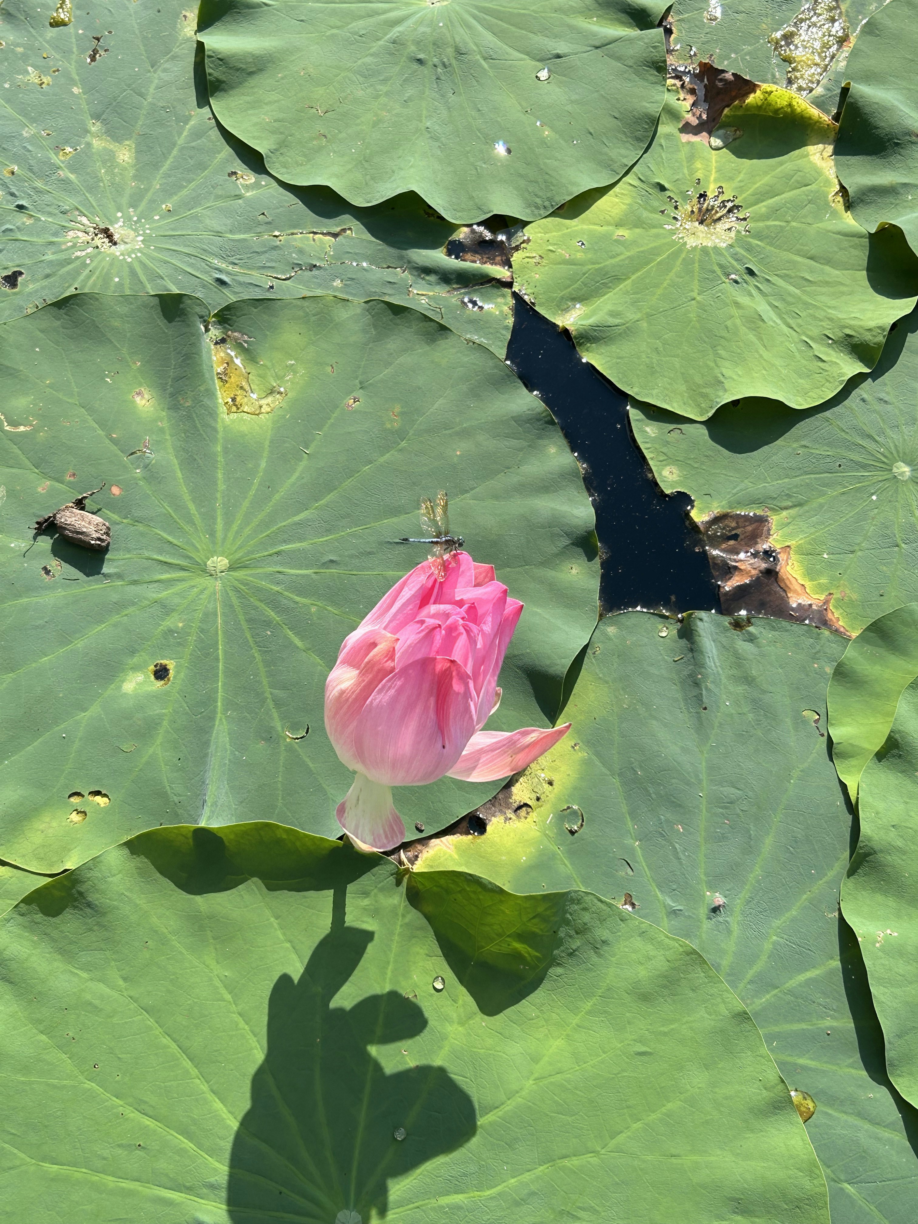 A pink lotus bud rises among broad green lily pads on a sunlit pond, creating a tranquil close-up scene.