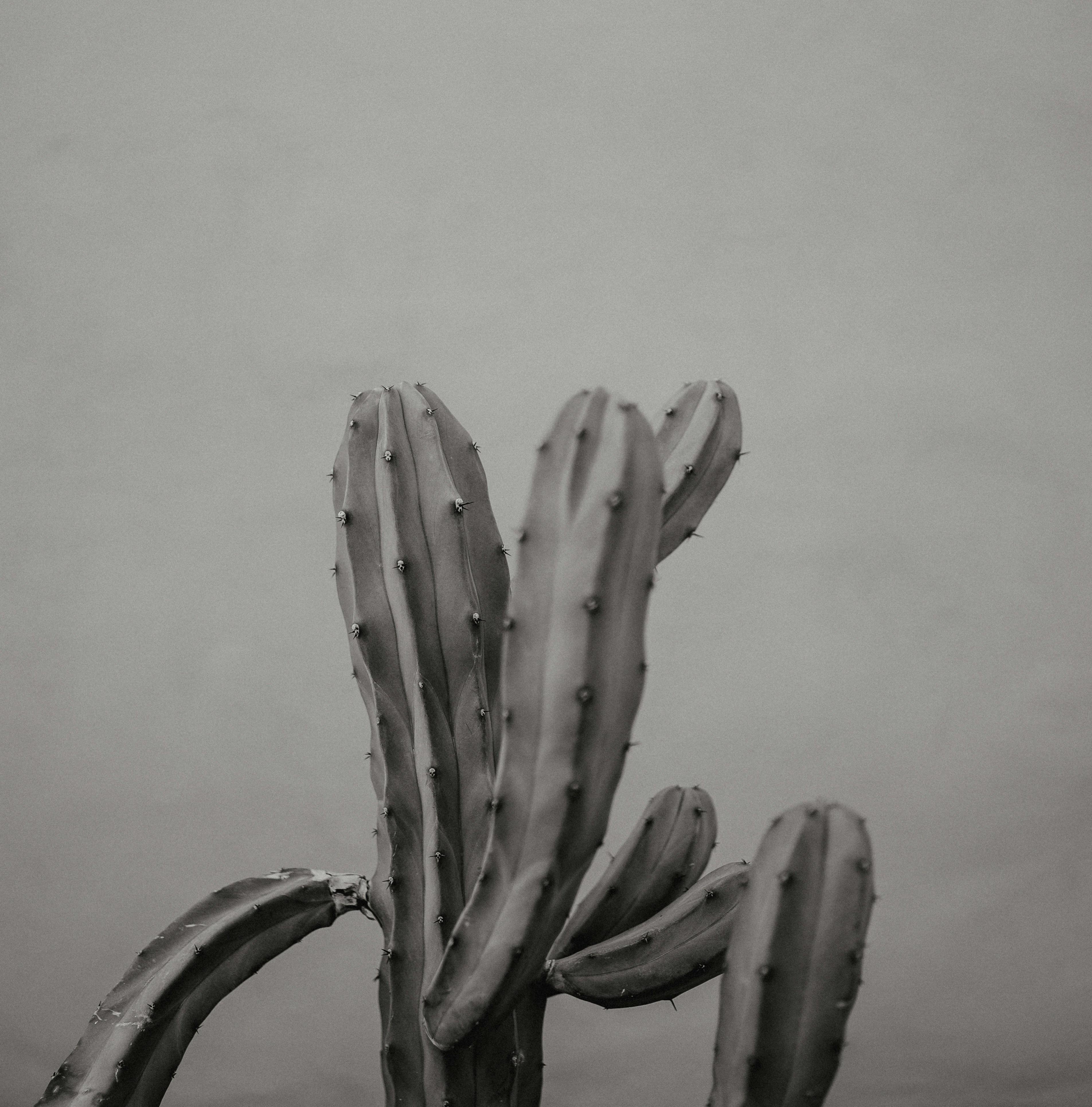 Desert Geometry: Twin Cactus Arches in Monochrome
