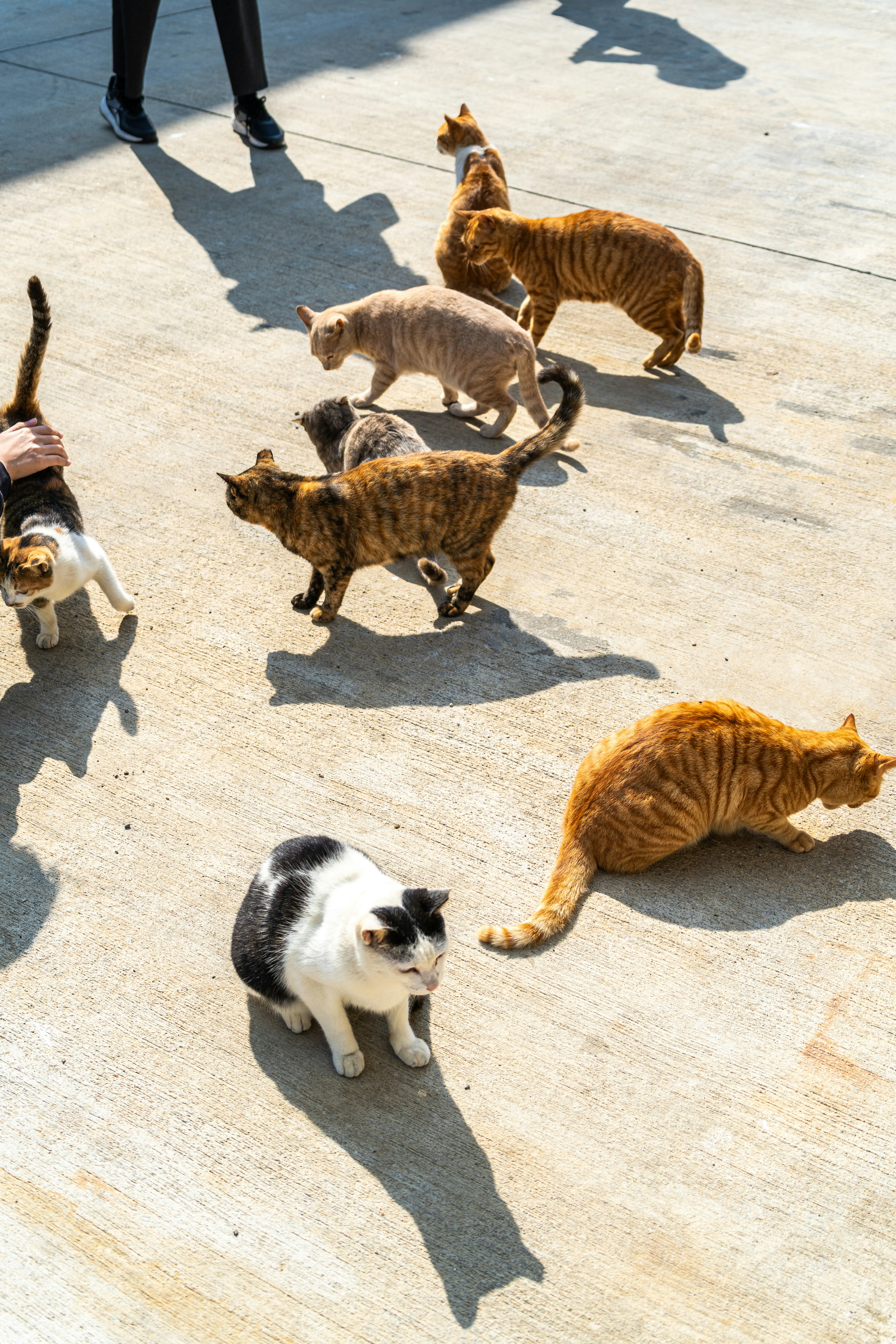 Pastry of Paws: A Market of Strays Beneath Warm Sun