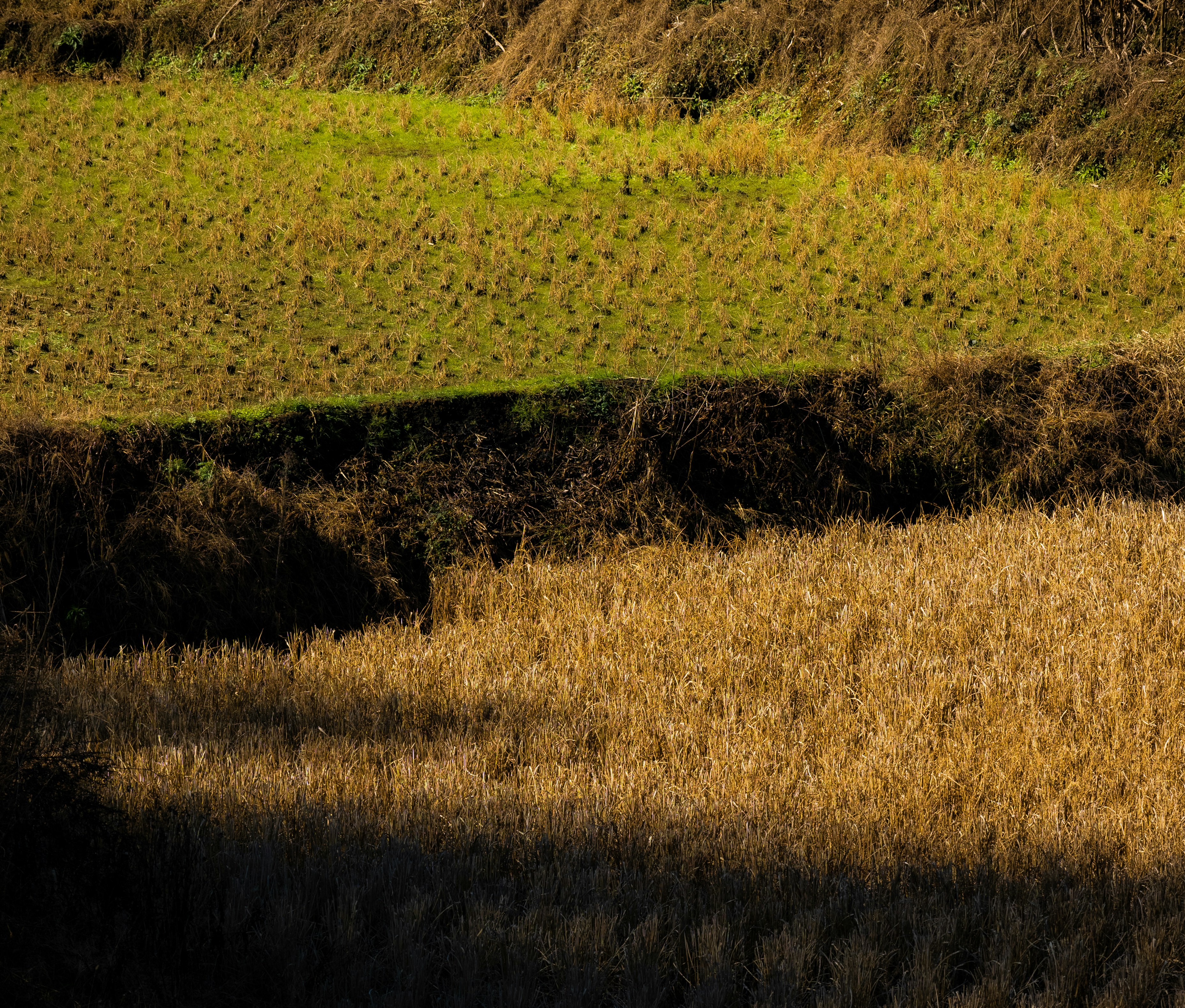 Terraced Harvest: Sunlit Field Layers Undulating Across the Slope