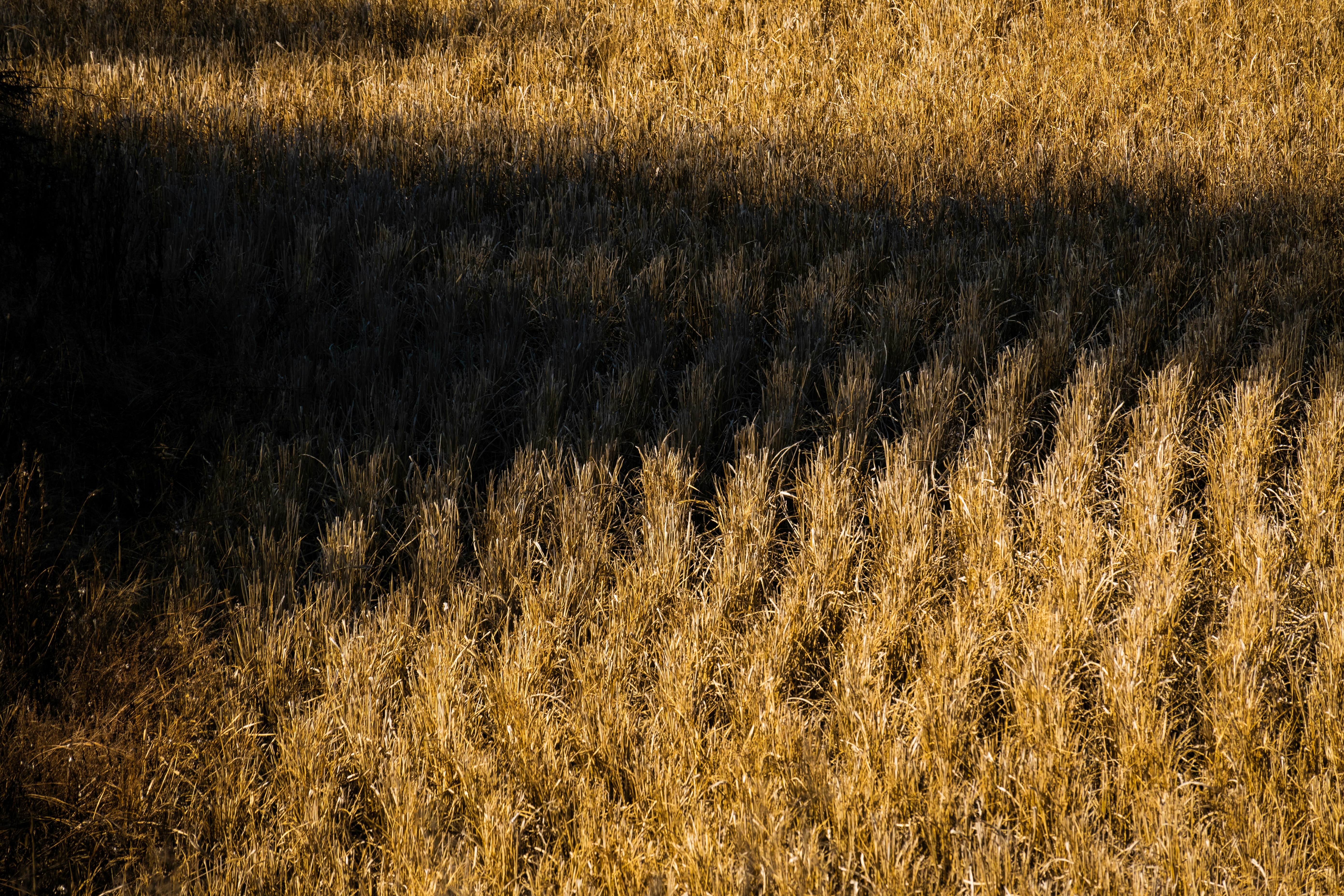 A field of tall brown grass with trees in the background photo – Free ...