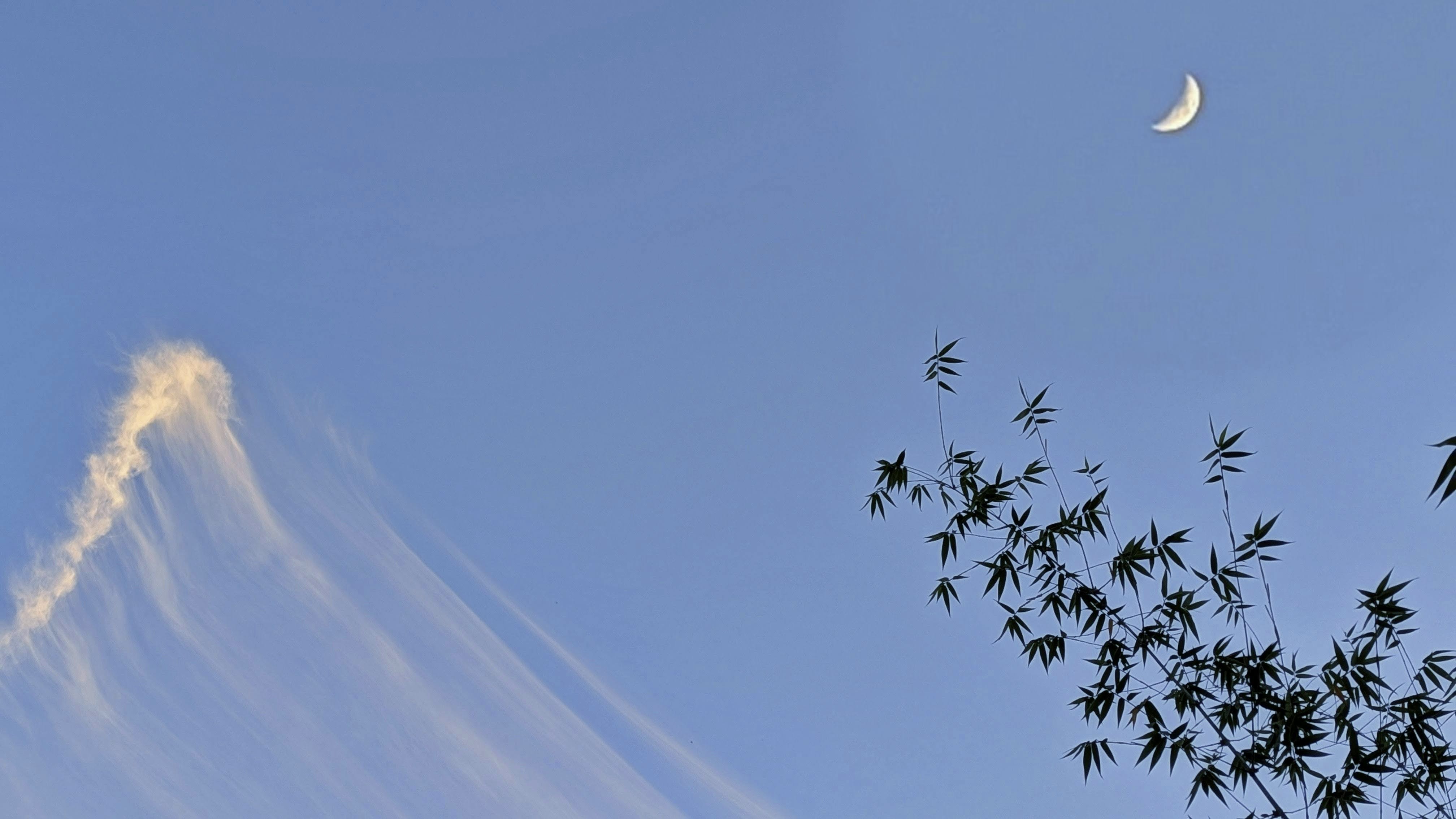 Crescent moon above delicate clouds and silhouetted bamboo against a blue sky.
