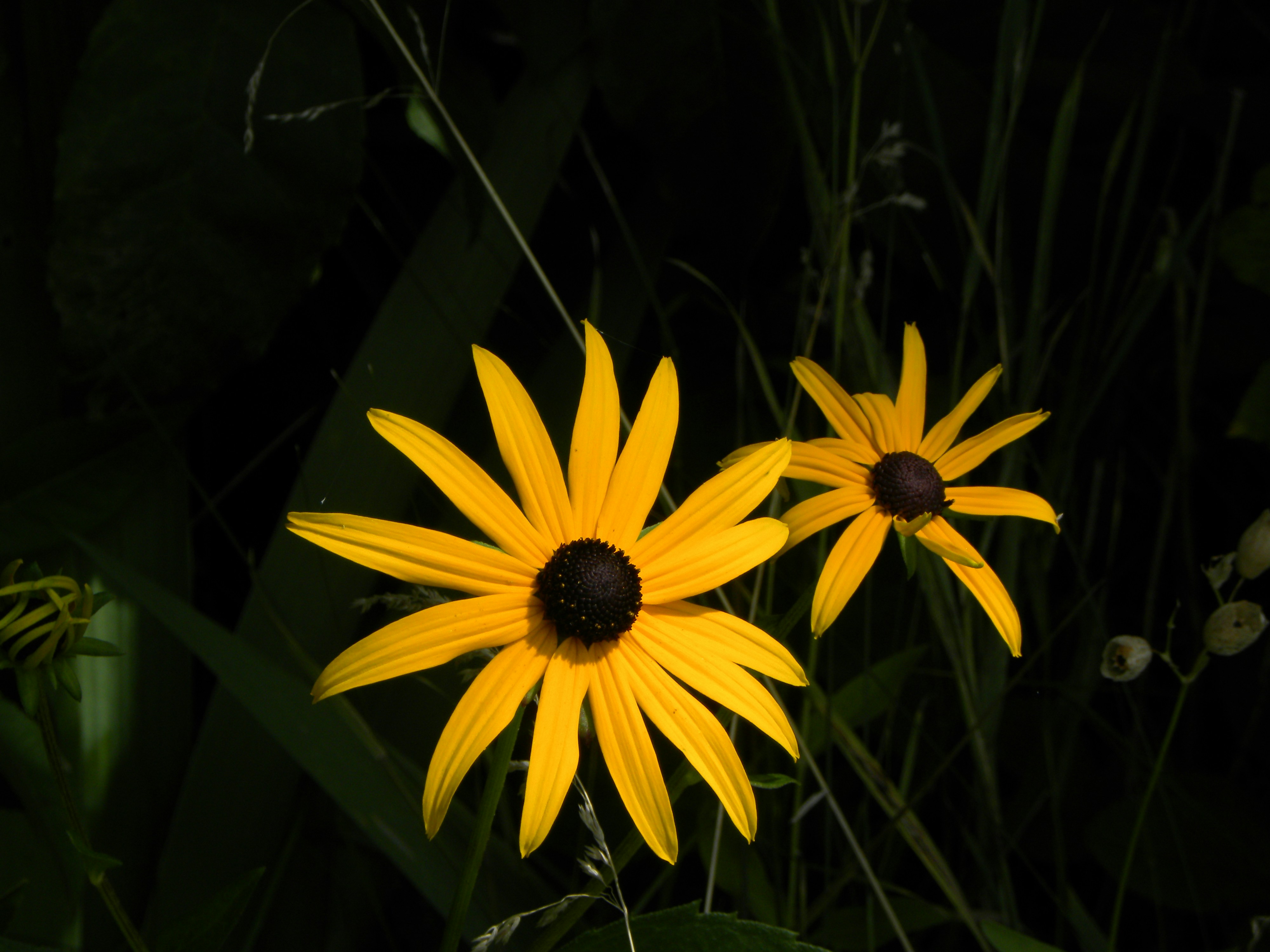 Two golden daisies bloom in a shadowy green backdrop, with one in sharp focus.