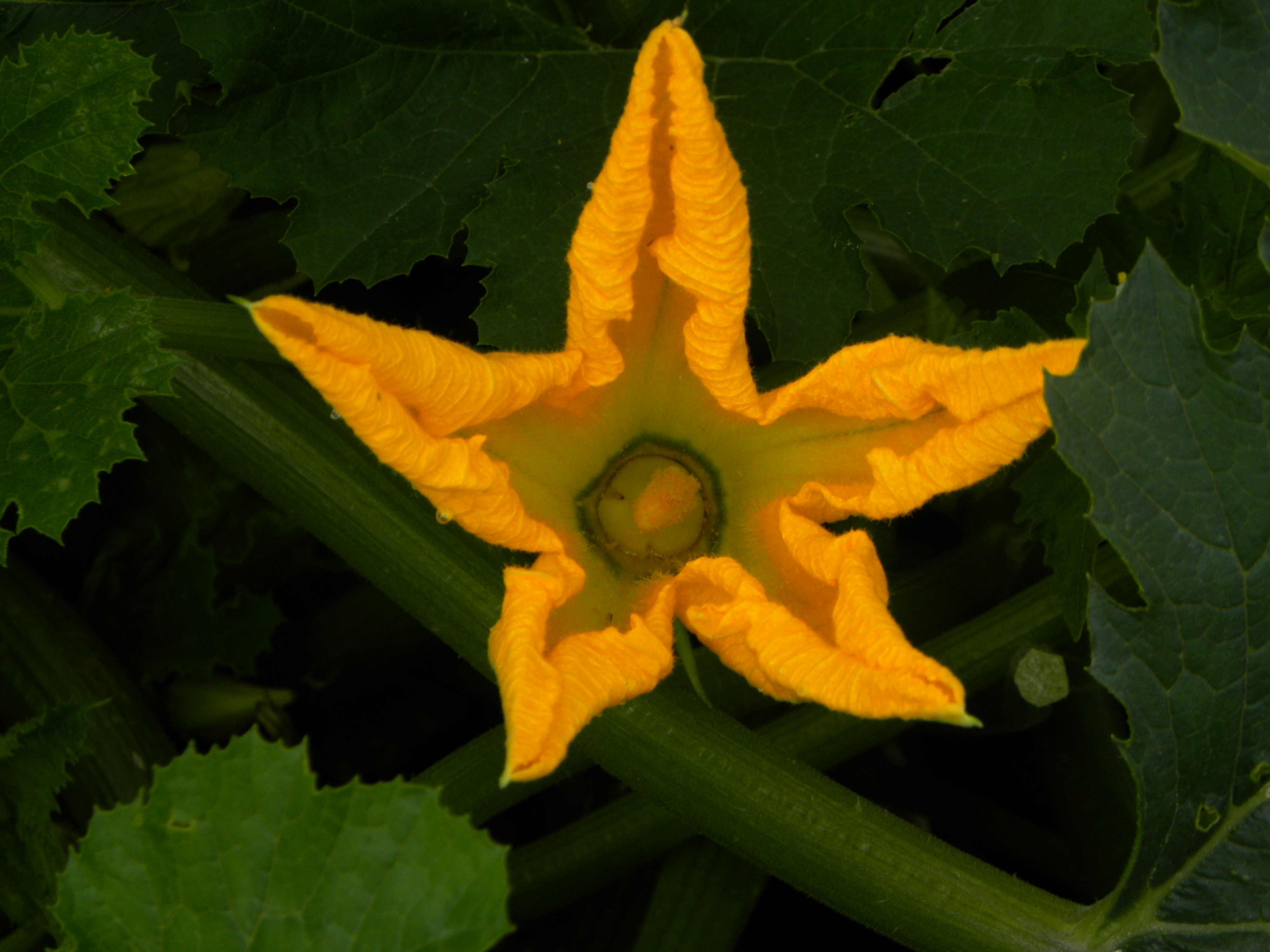 Starflower in the Green: A Sunlit Zucchini Blossom Close-Up