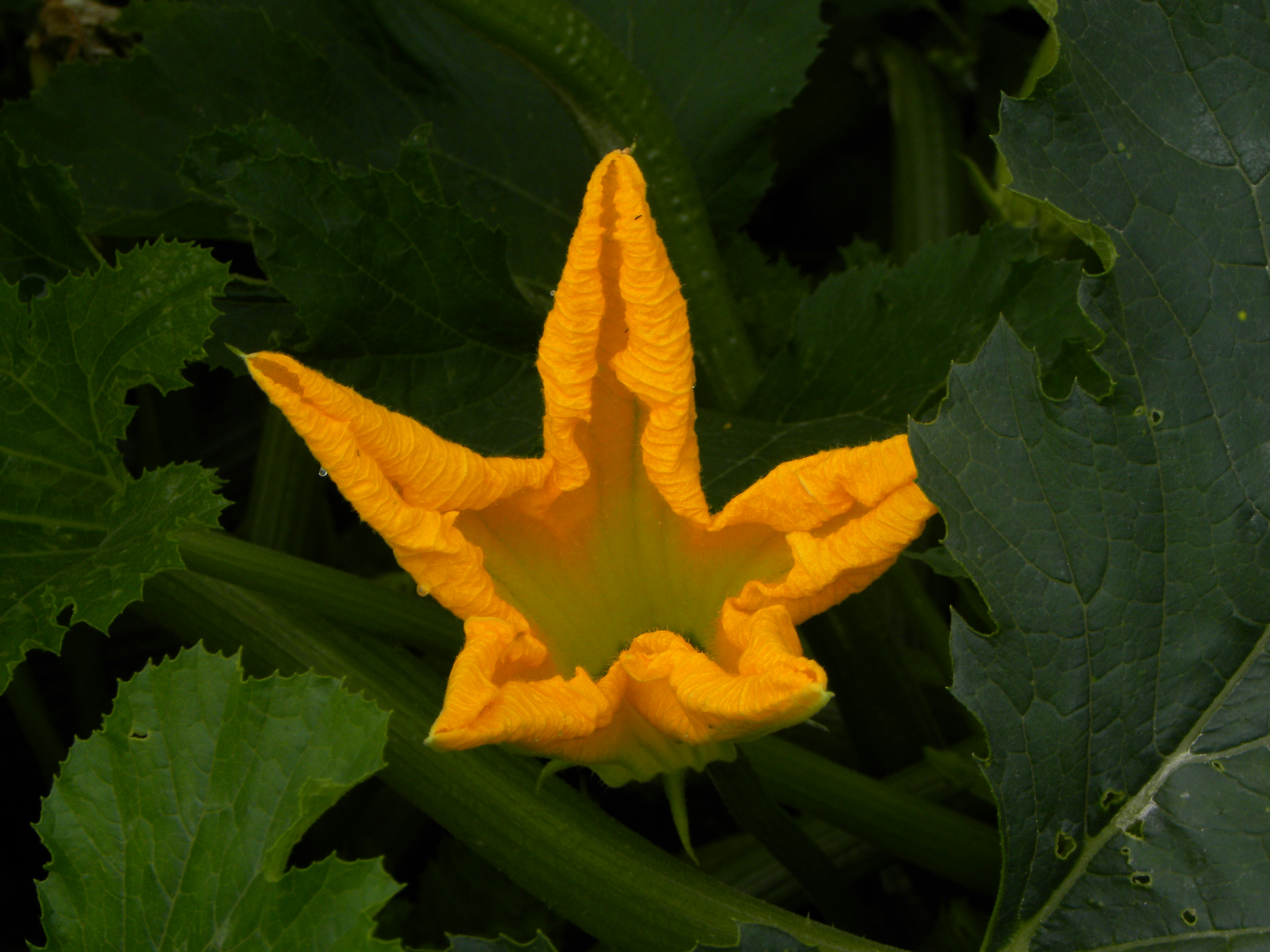 Orange flower bloom framed by deep green squash leaves