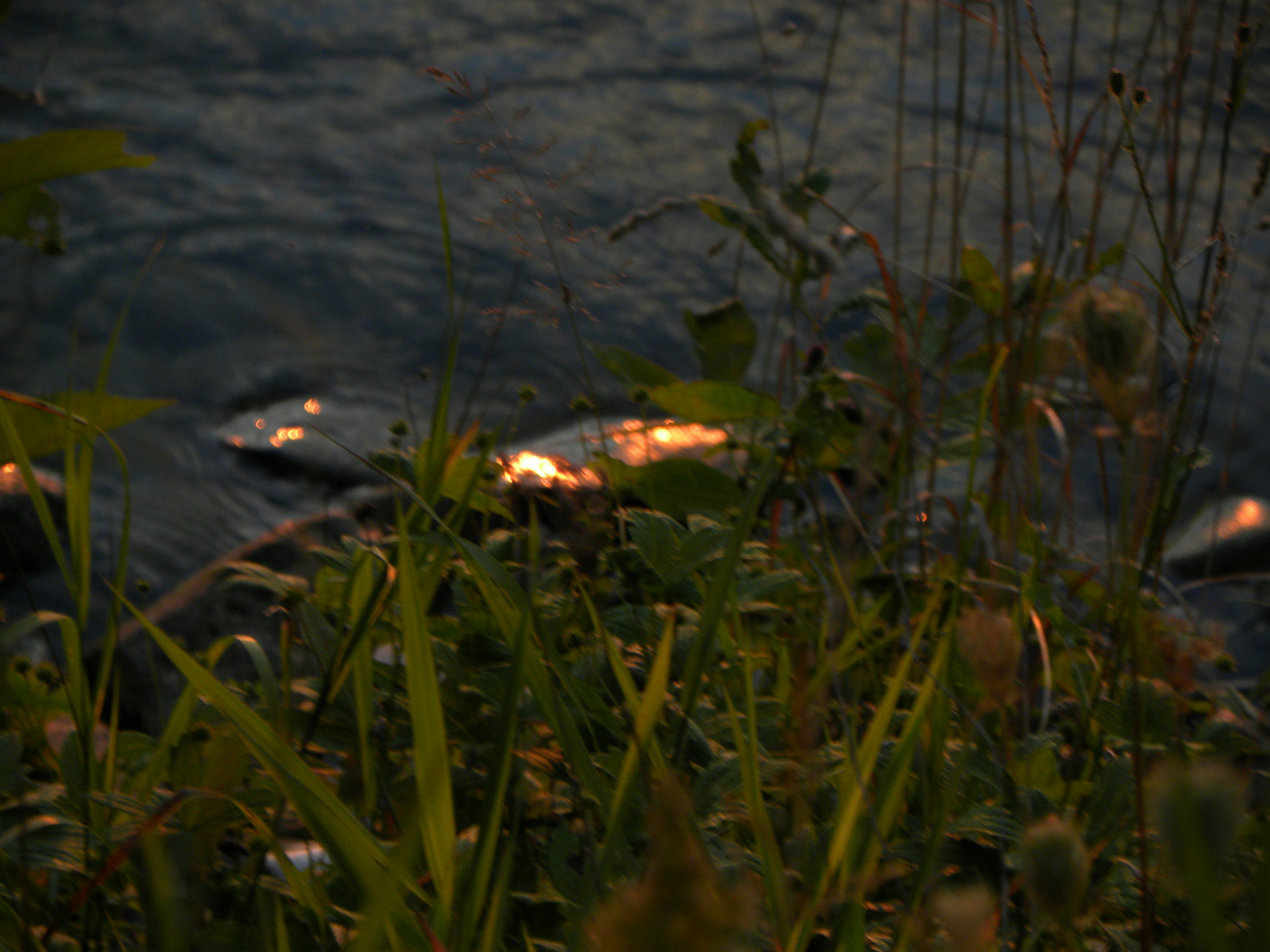Evening reeds fringe a sunlit river as copper reflections shimmer on the water. Foreground grasses frame the tranquil scene.