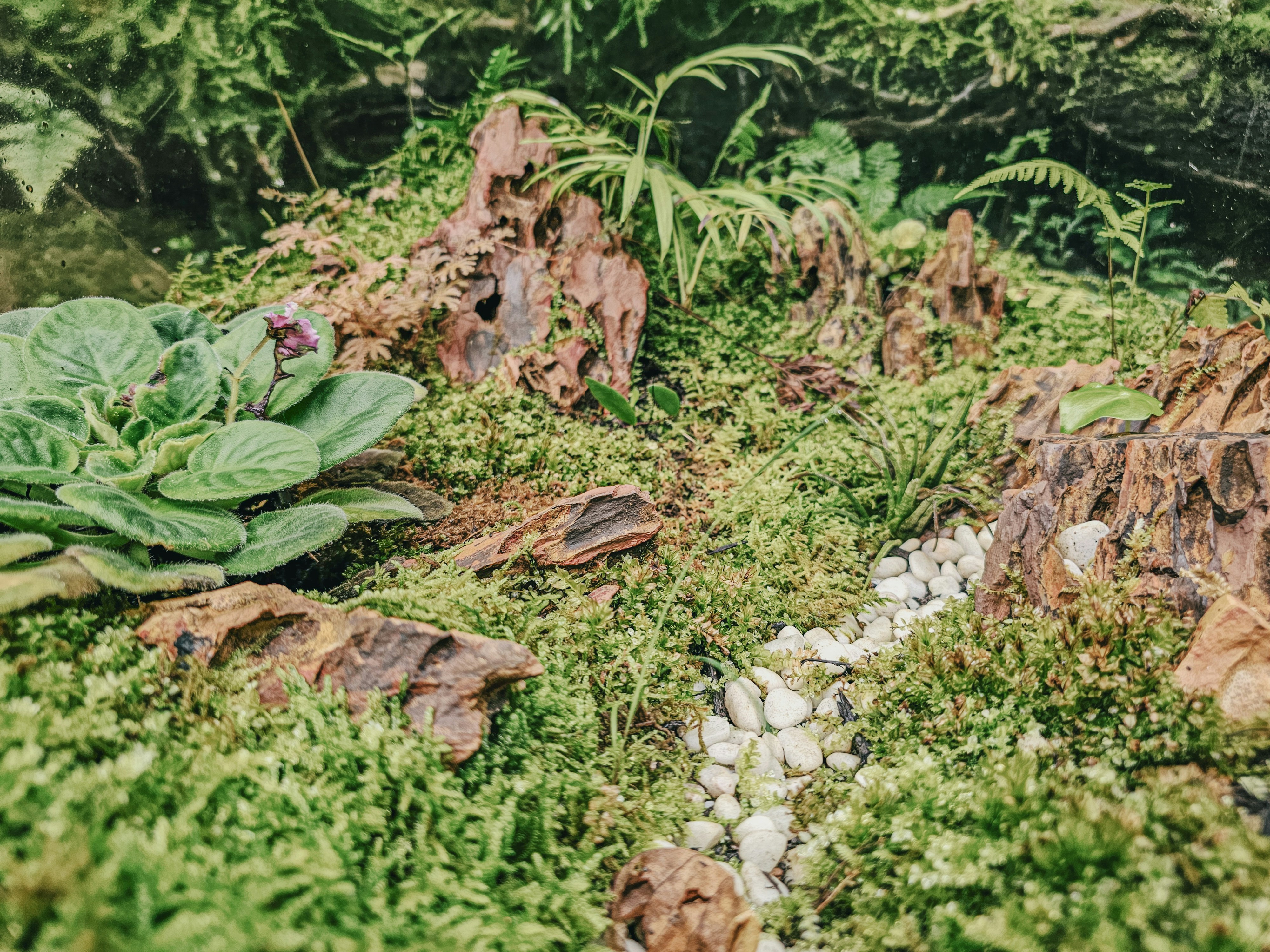 Lush miniature forest with vibrant green moss, textured tree bark, and delicate ferns, accented by white pebbles.