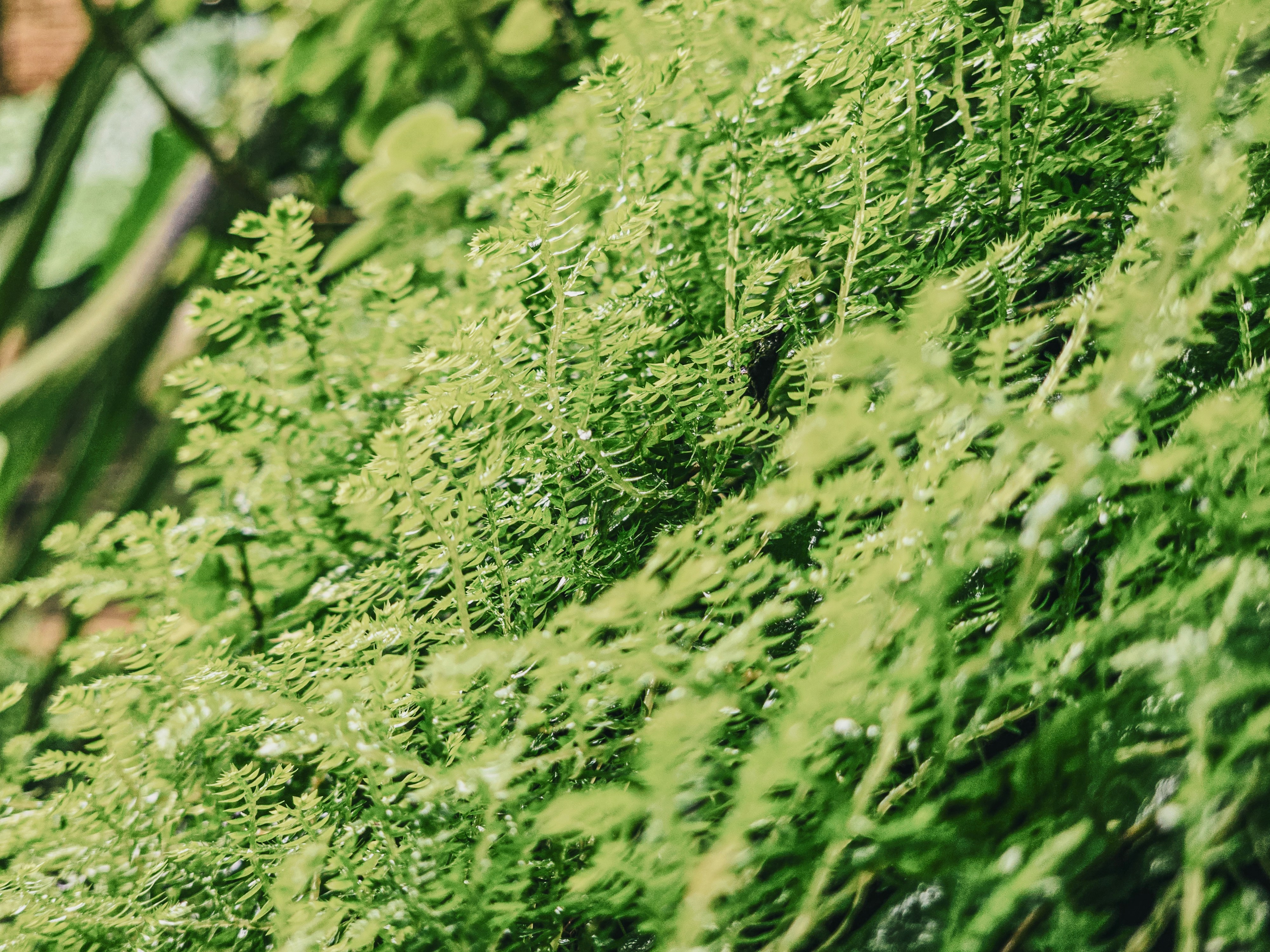 Verdant Whispers