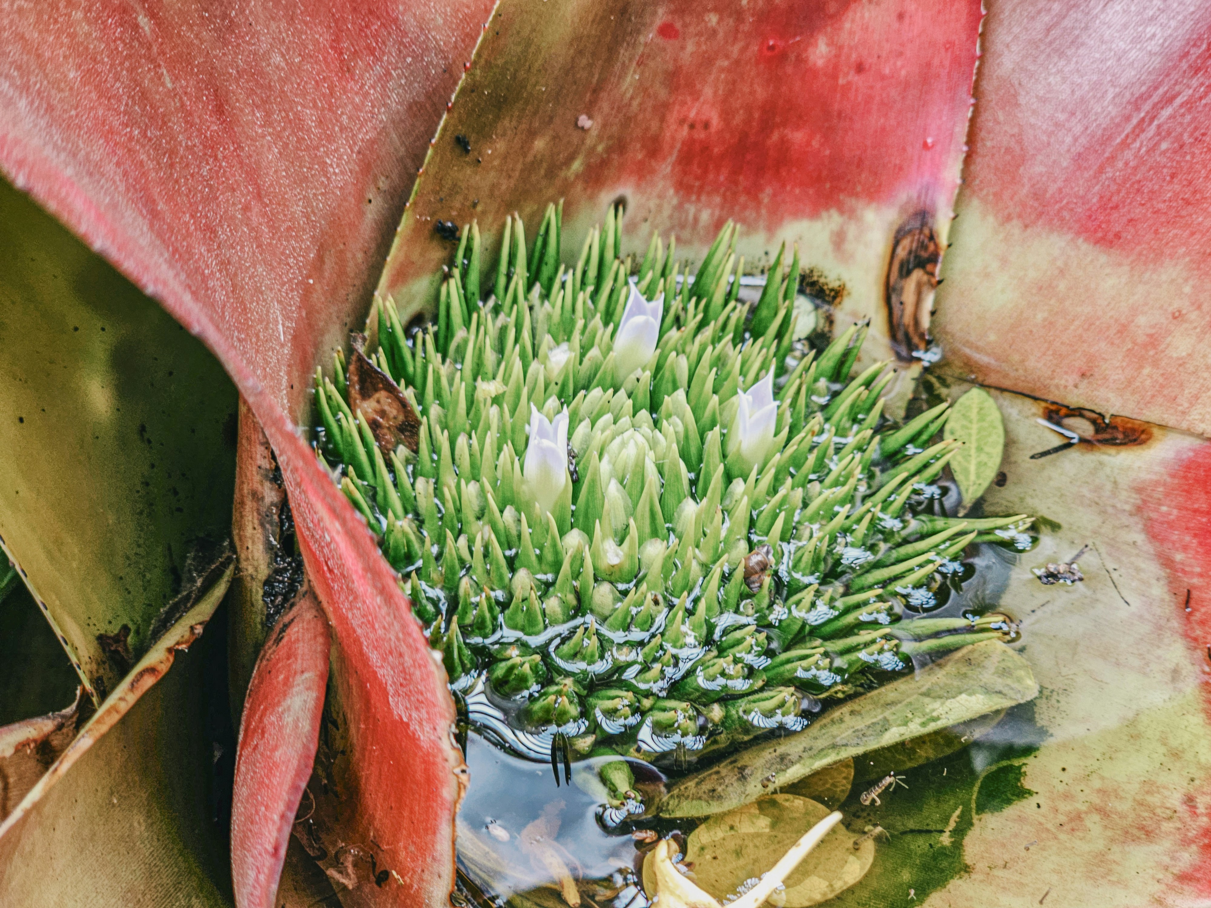 Emergence of Nature's Geometry