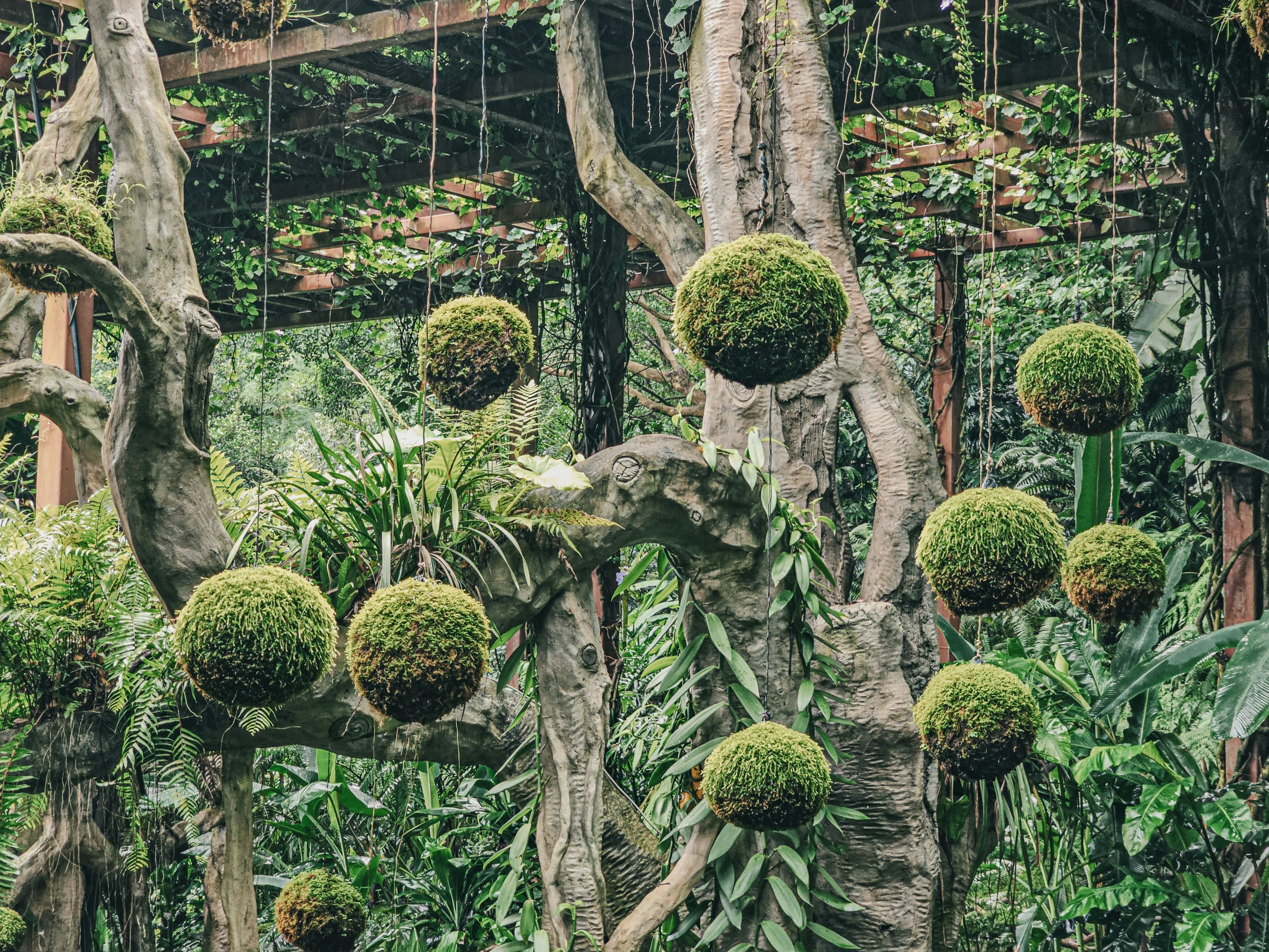 Verdant Symphony: Suspended Moss Orbs