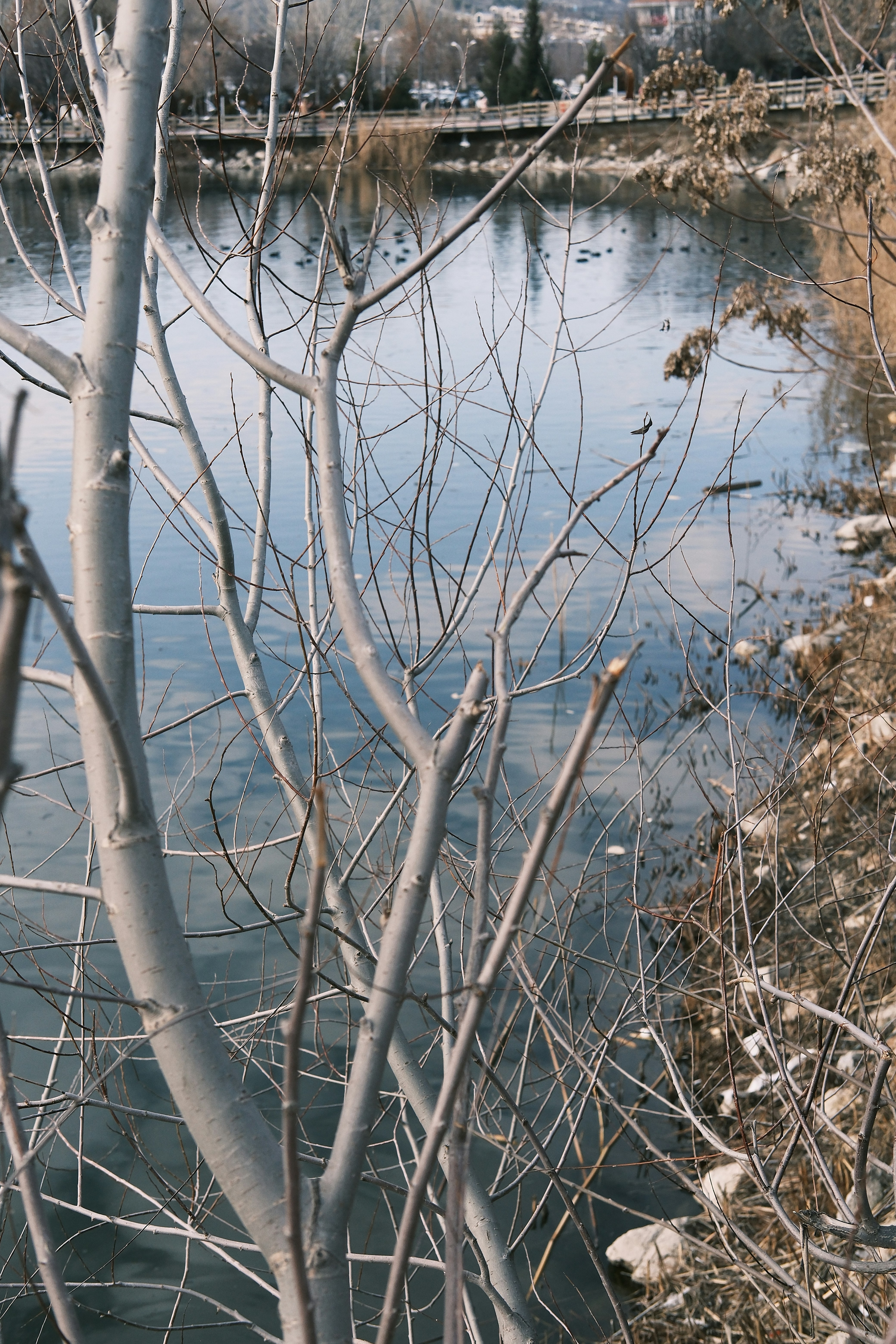 Bare tree branches form an intricate pattern against a calm river, with a distant wooden bridge and trees lining the riverbank.