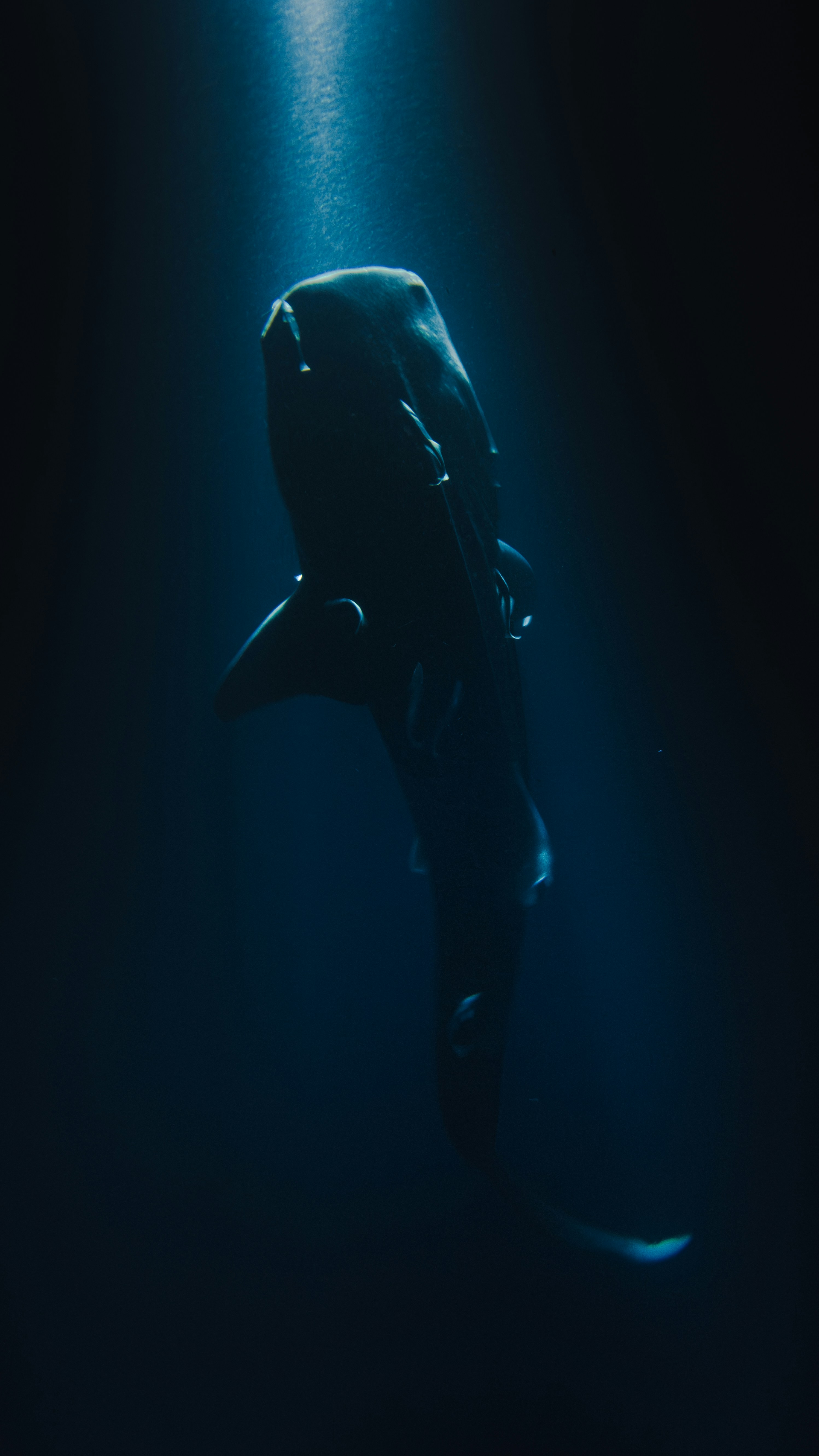 A majestic shark gliding through dark waters, illuminated by a single beam of light from above.
