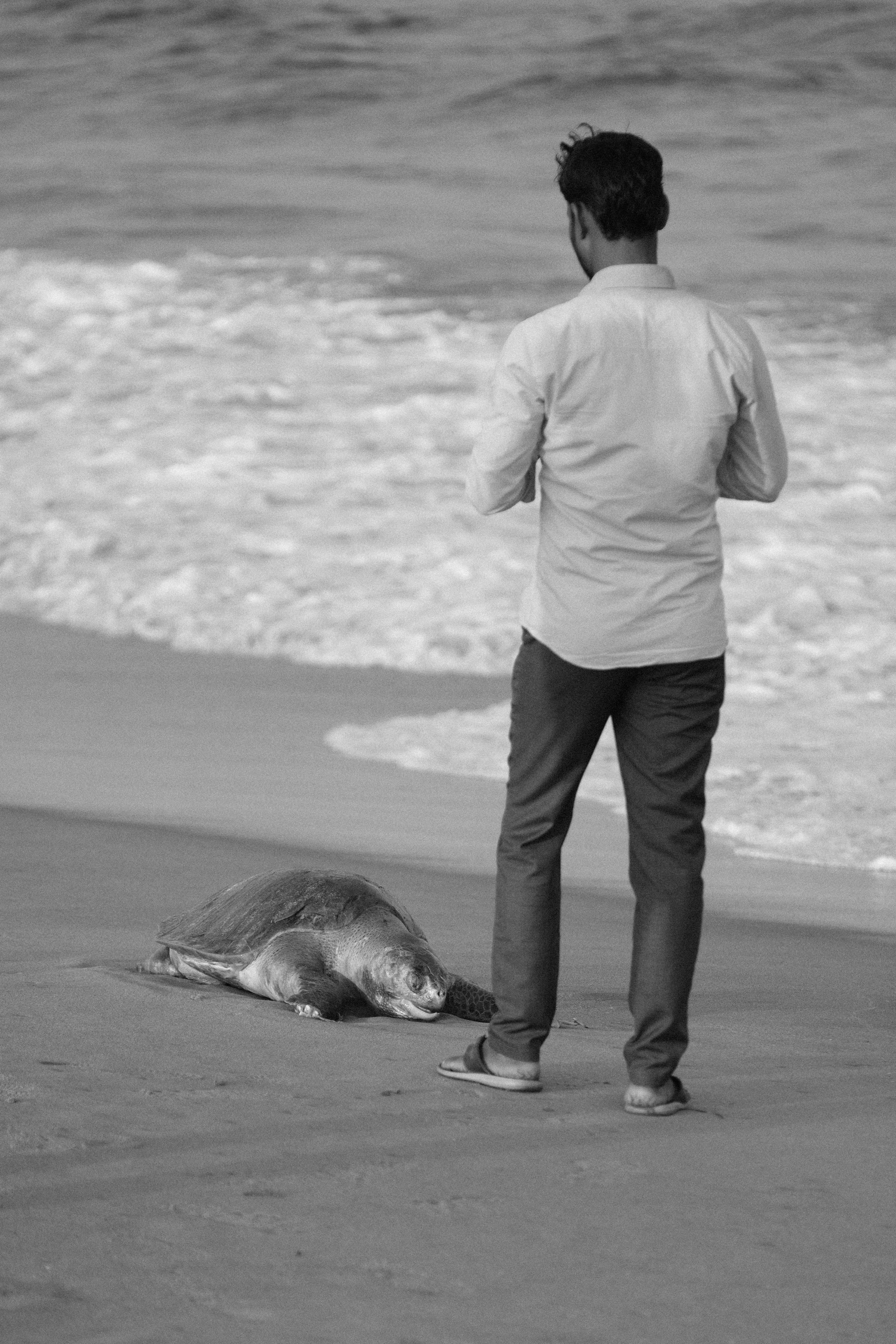 Low Tide Encounter: A Quiet Moment Between a Man and a Seal on the Shore