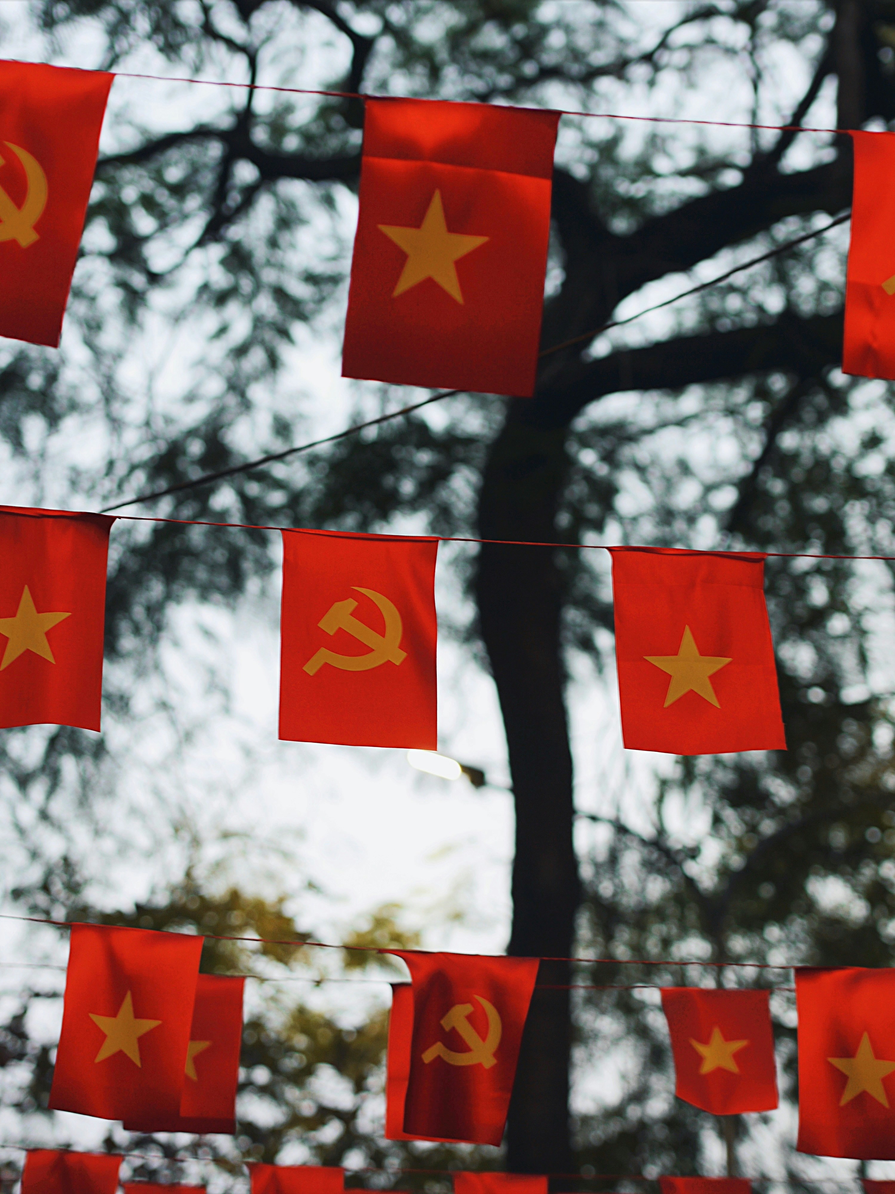 Un grupo de banderas rojas colgadas de un árbol foto – Imagen de ...