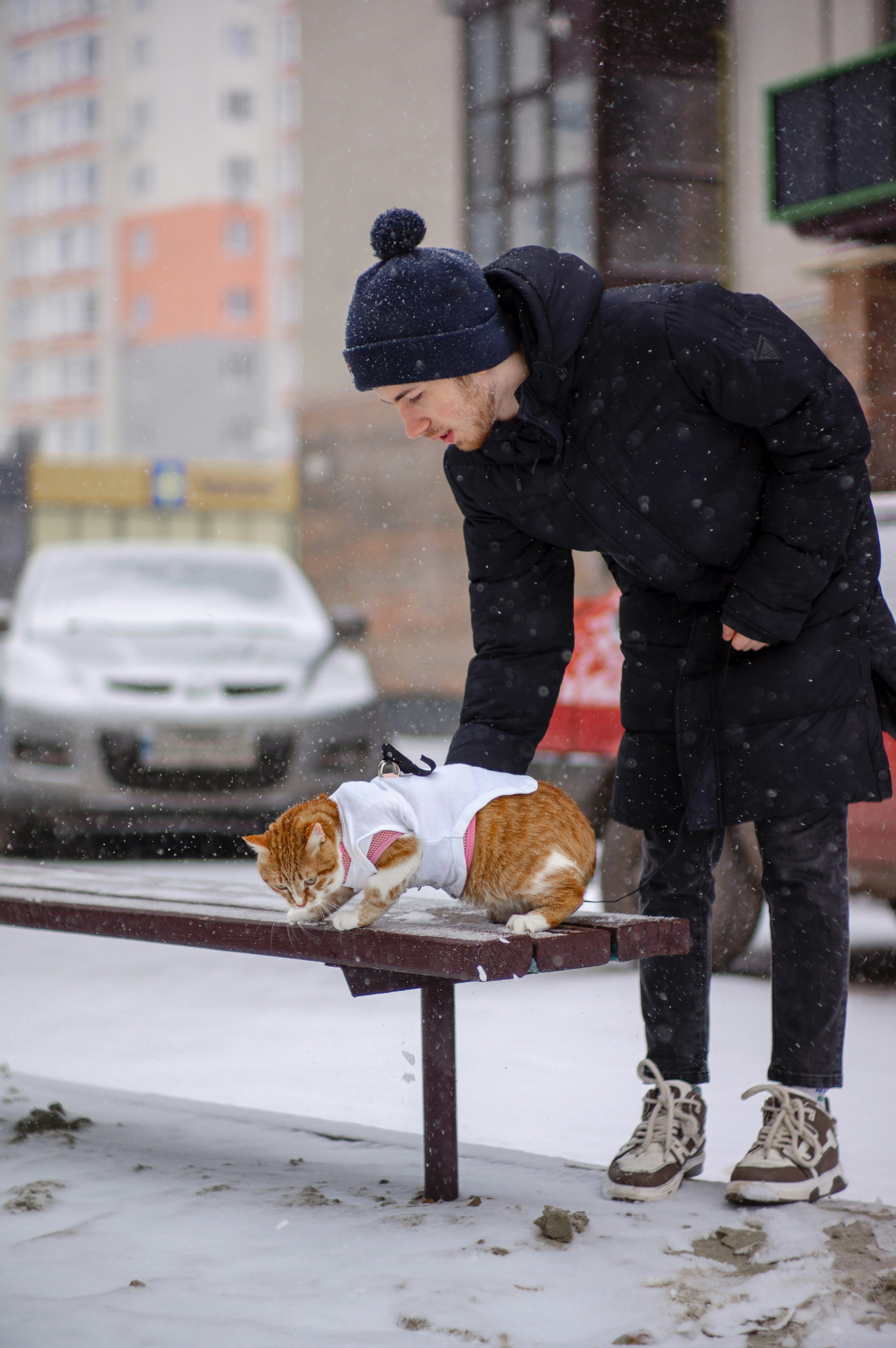 Snowy Bench Moment: Ginger Cat Pauses Under a Careful Gaze