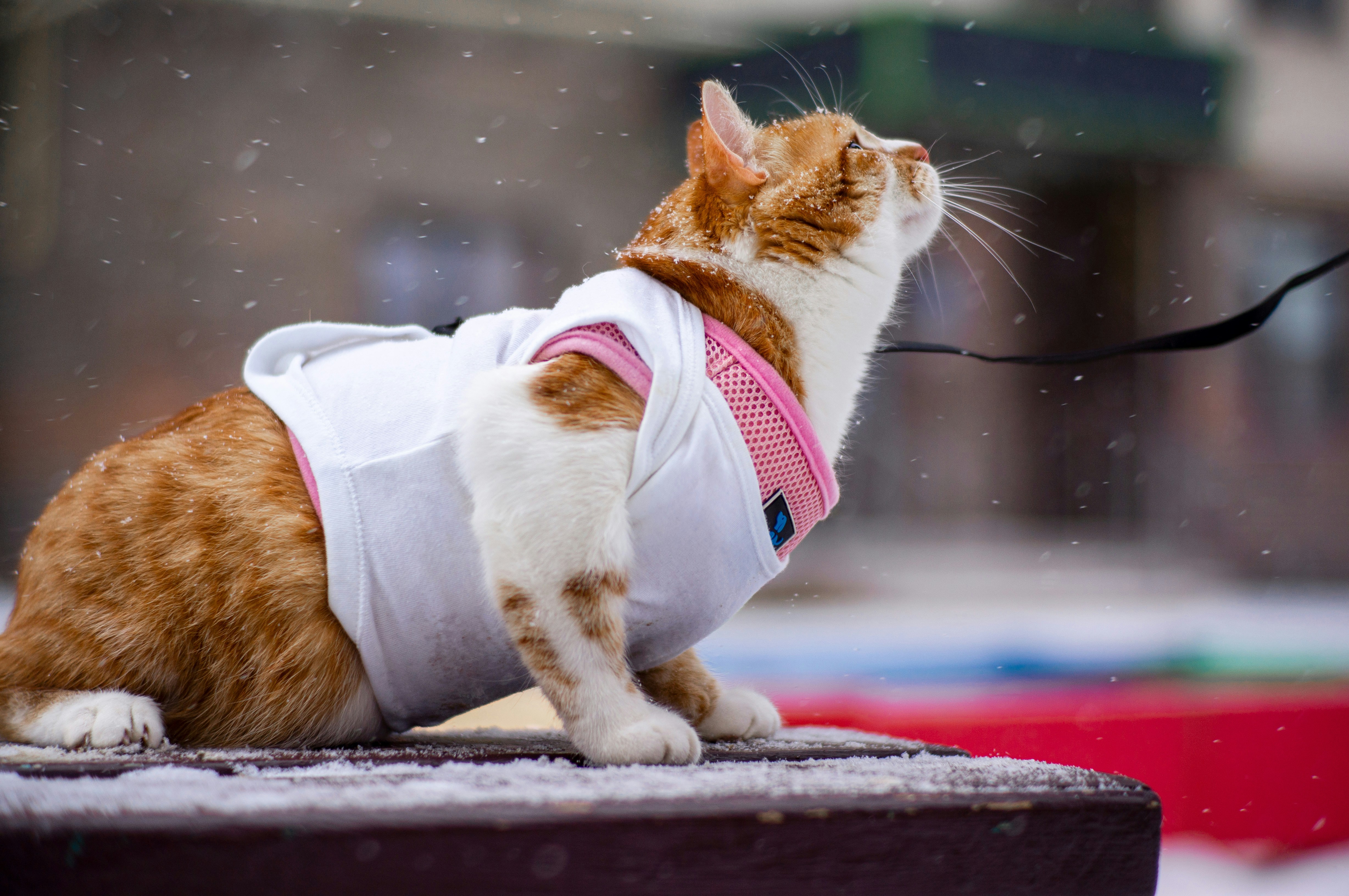 Snowbound Stance: Cat in a Pink Harness on a Weathered Platform
