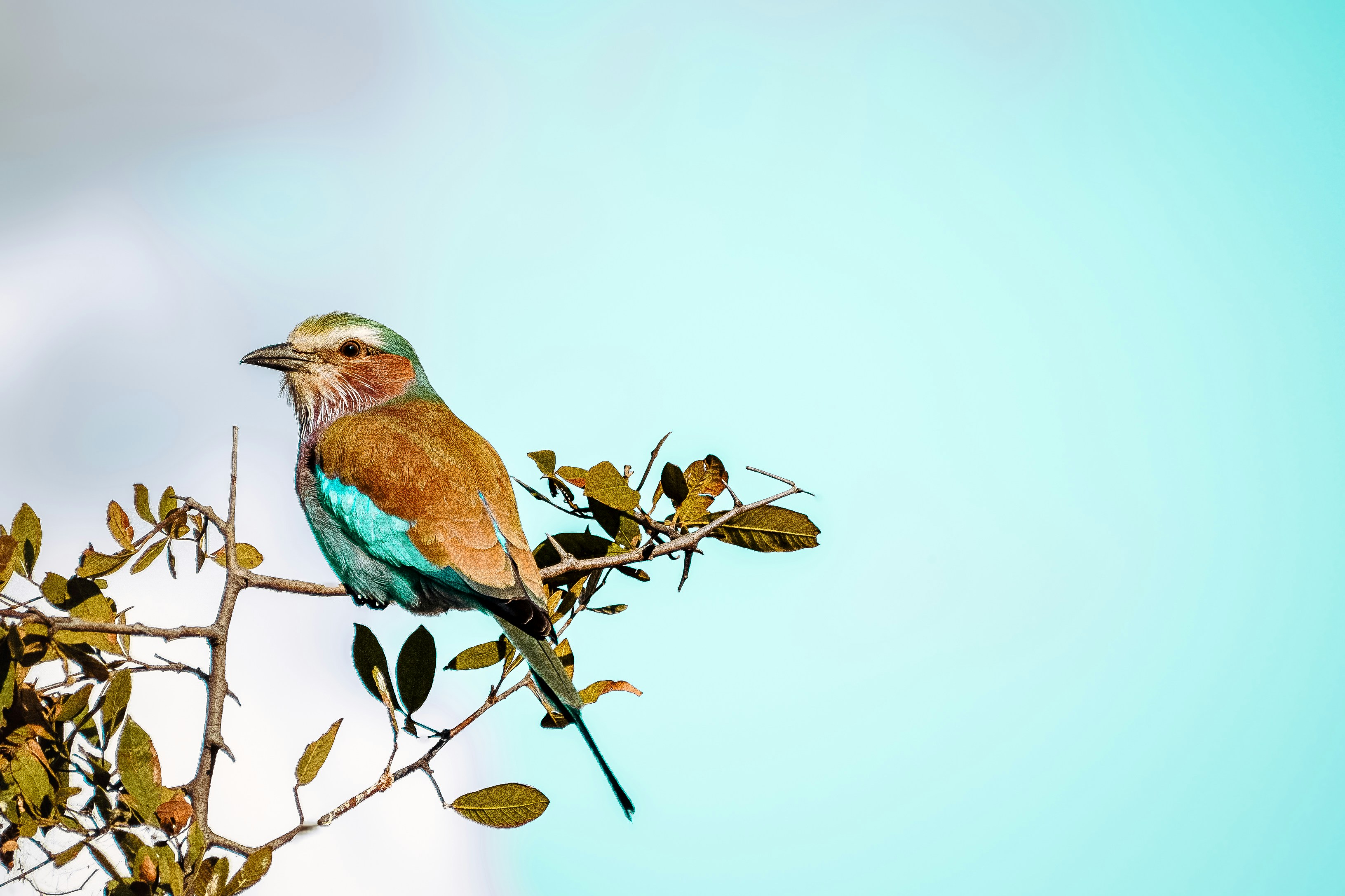Turquoise-amber Perch: A lone bird against a pastel sky